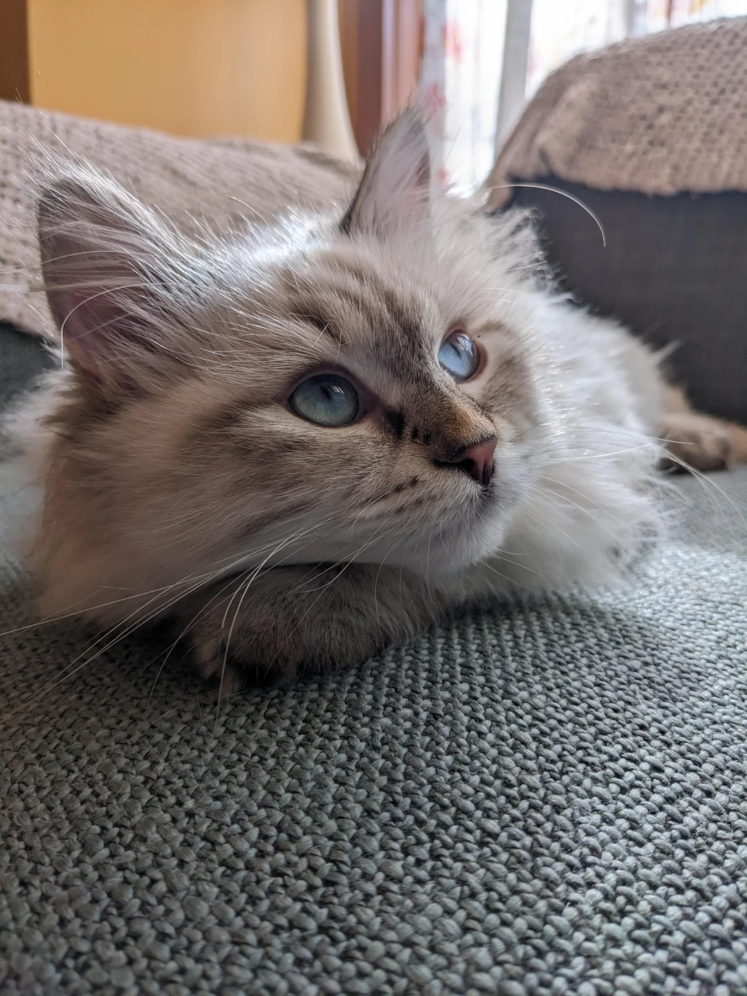 Lily aka Willy Wonka, looking angelic. | Scrolller