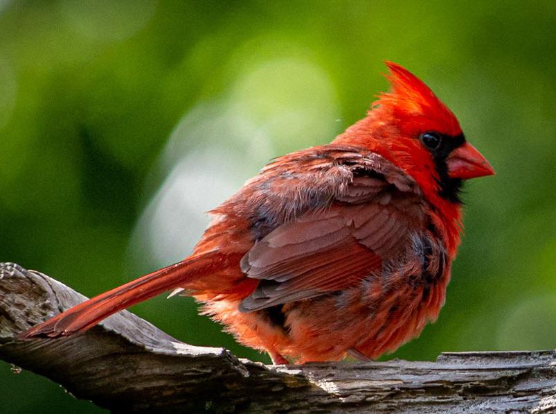 Northern Cardinal | Scrolller