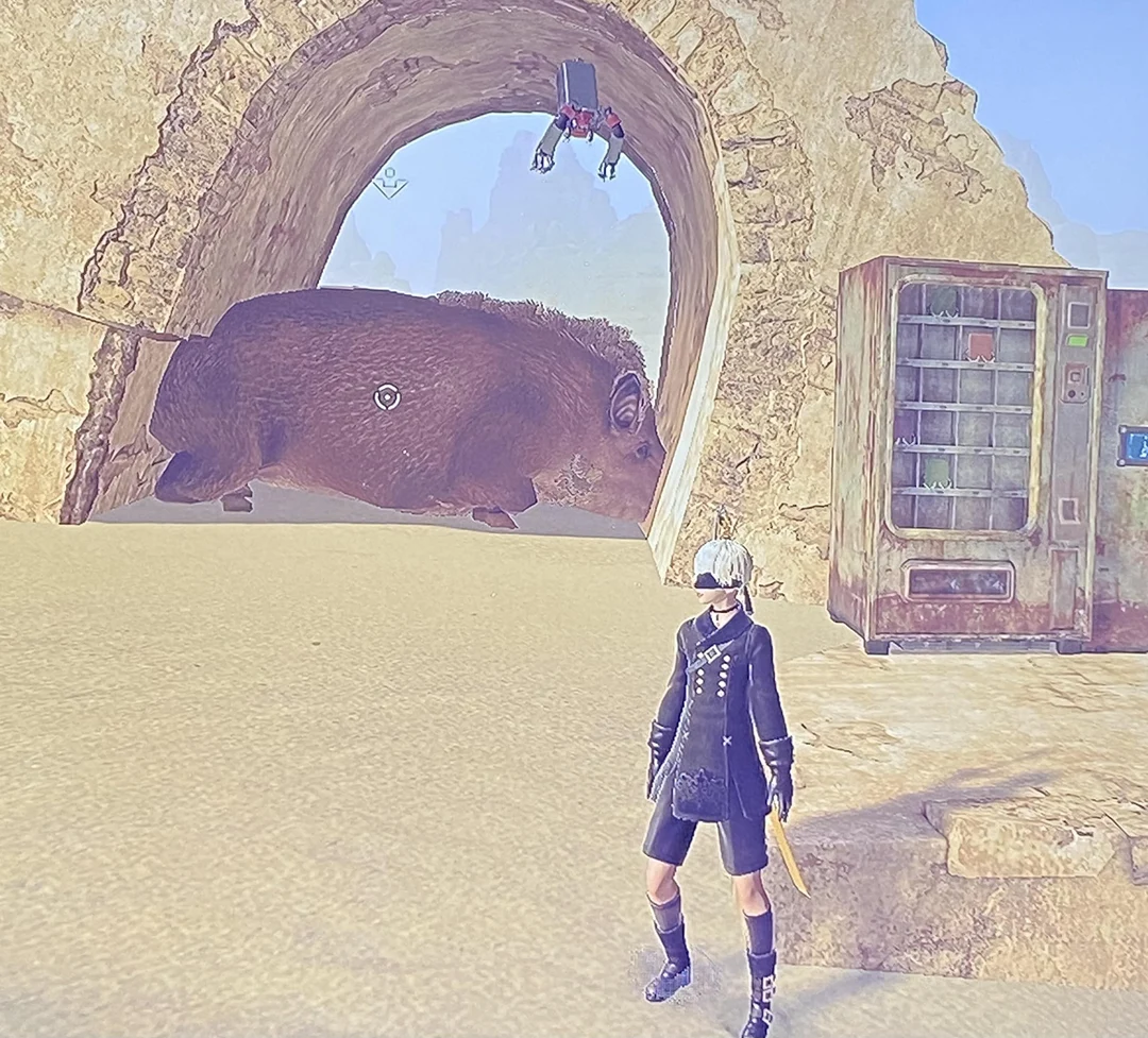 Boar in the desert? | Scrolller