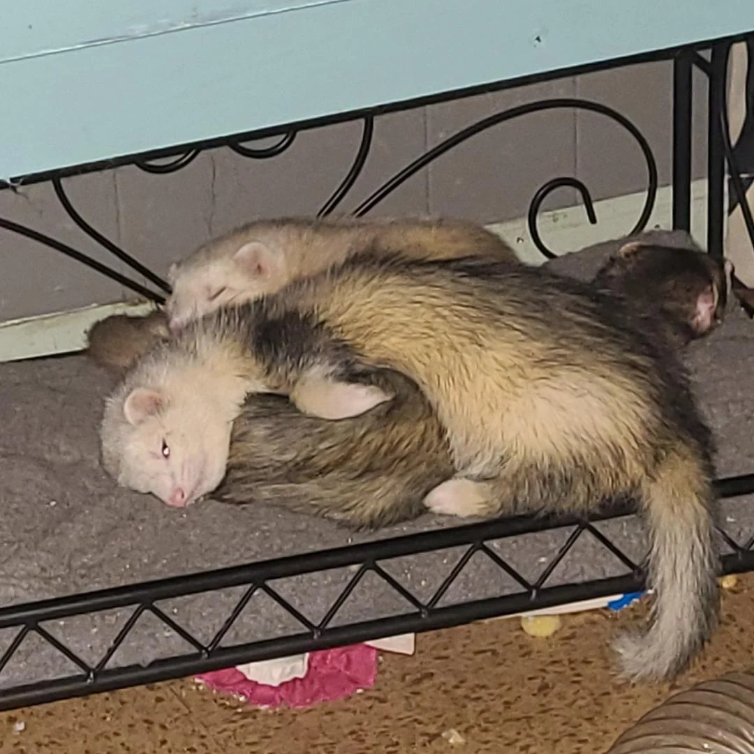 Discover more like Ferrets: Sleepy noodles and Related Content | Scrolller