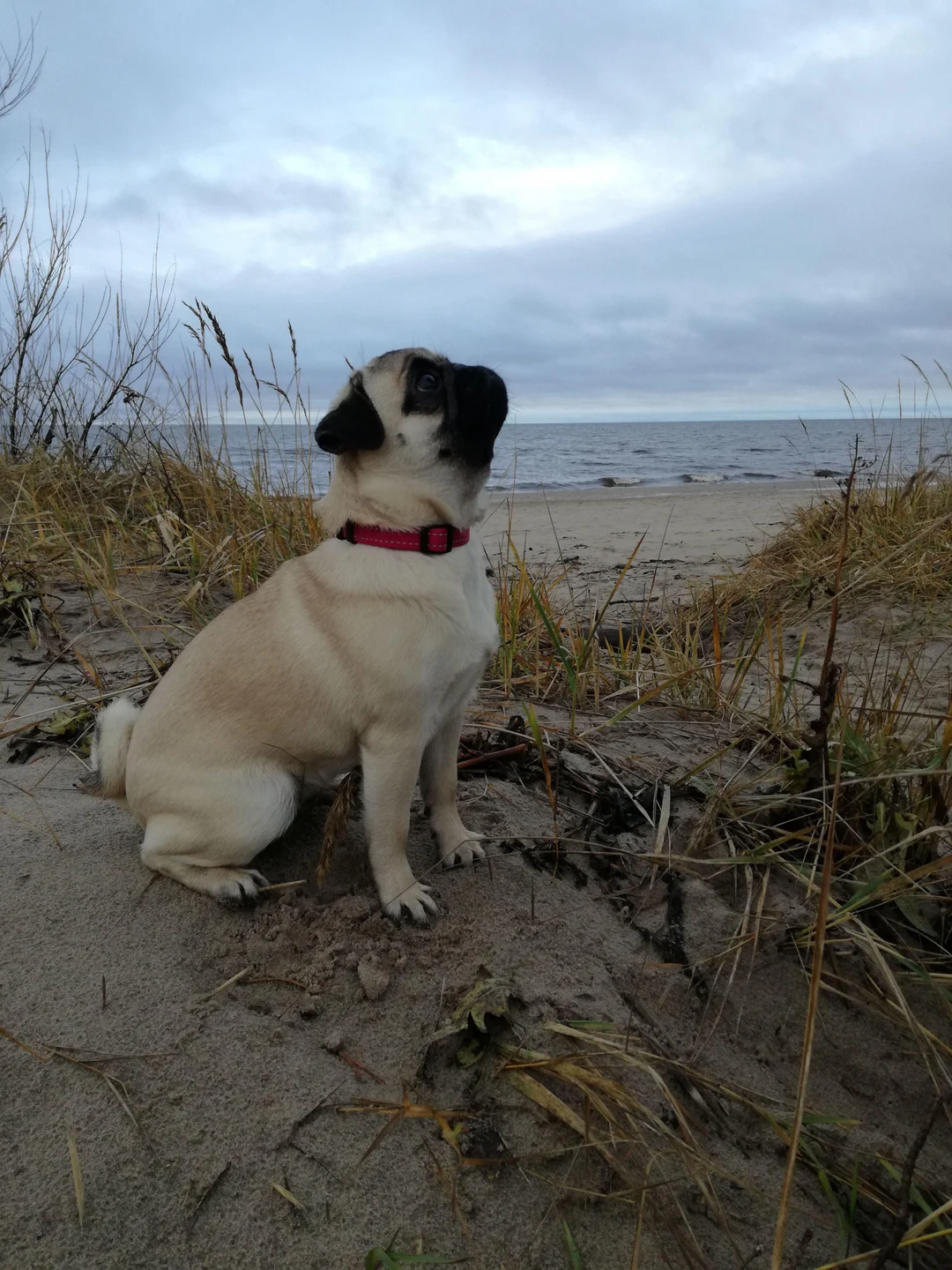 Discover more like Pug: On the White Sea and Related Content | Scrolller