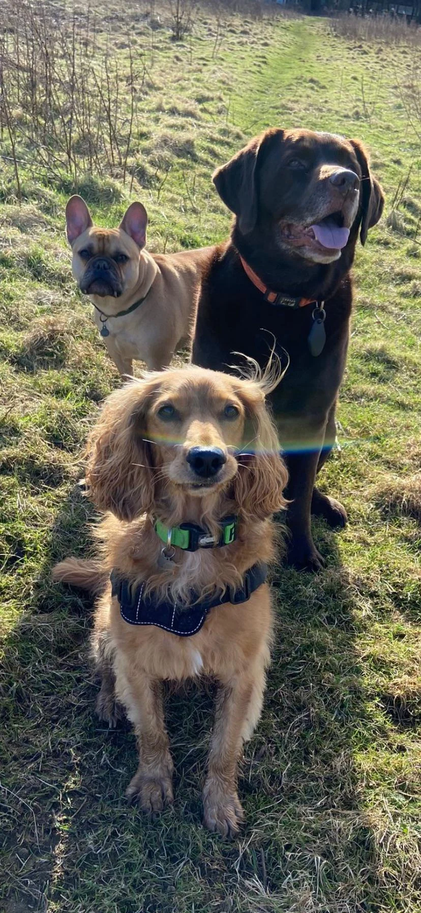 3 breeds, 3 pals | Scrolller