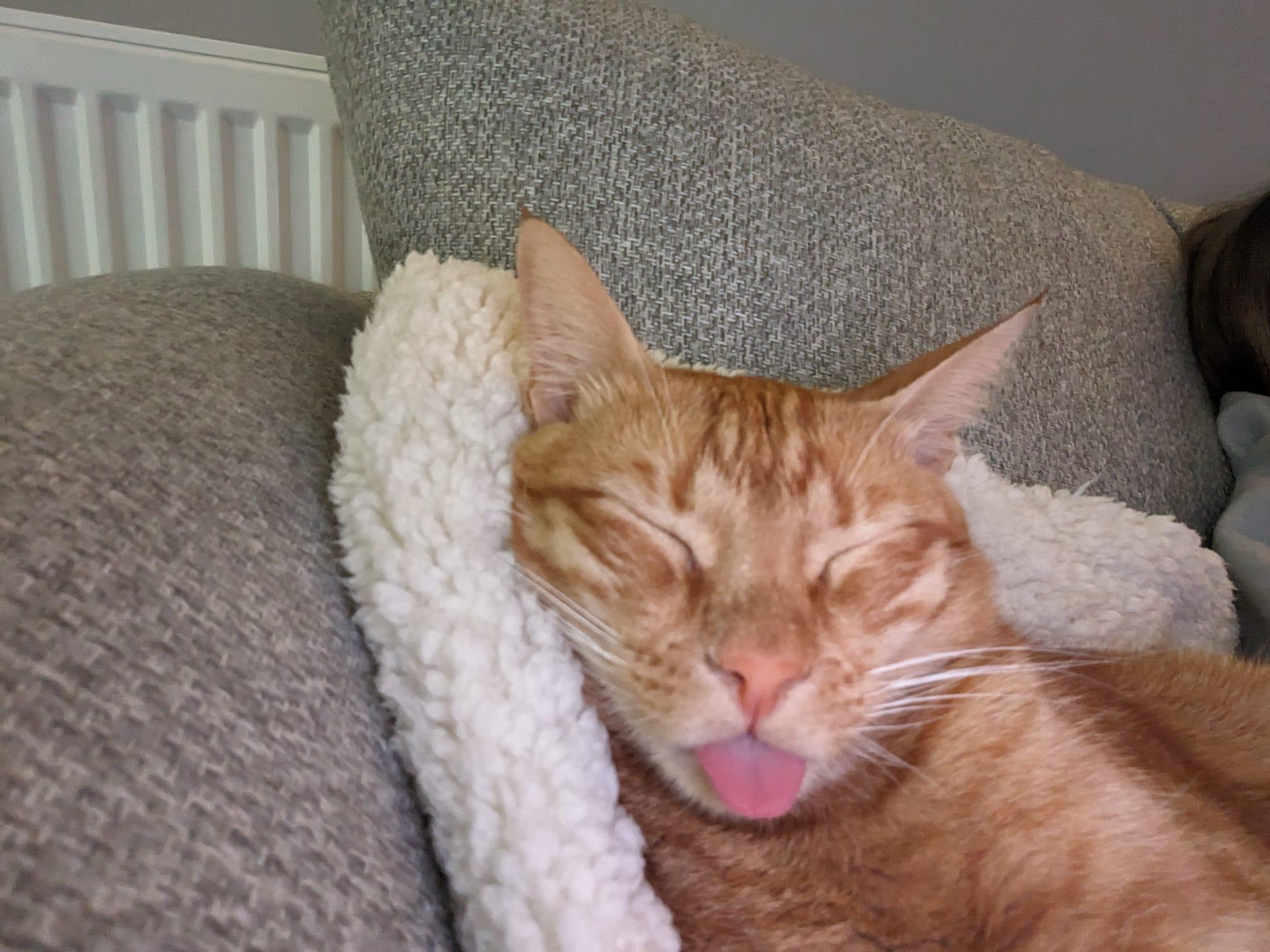 Ginger blep | Scrolller