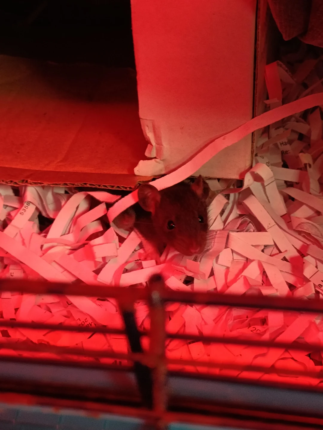 little smush-faced baby | Scrolller