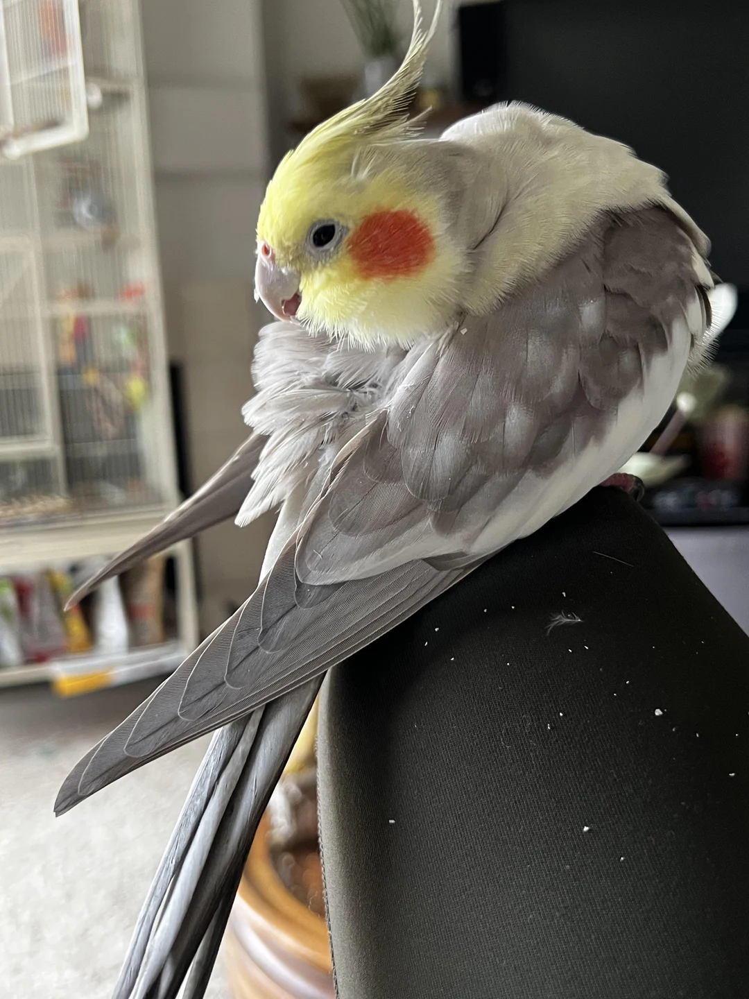 Dusty baby | Scrolller