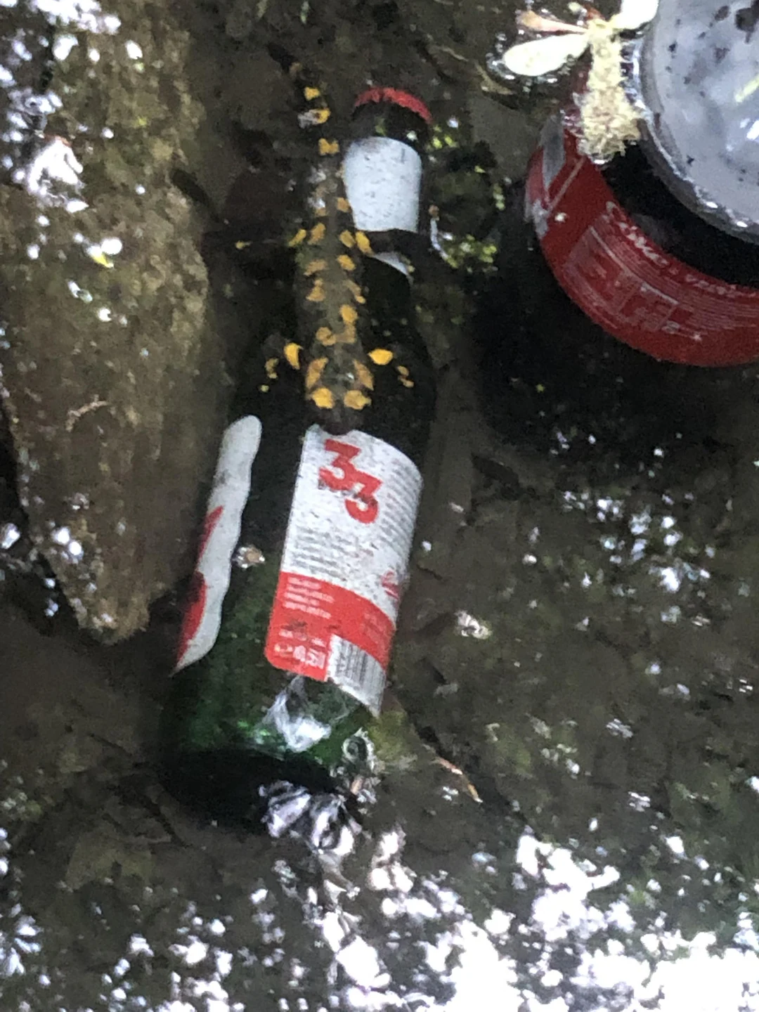 Mlok on a beer | Scrolller