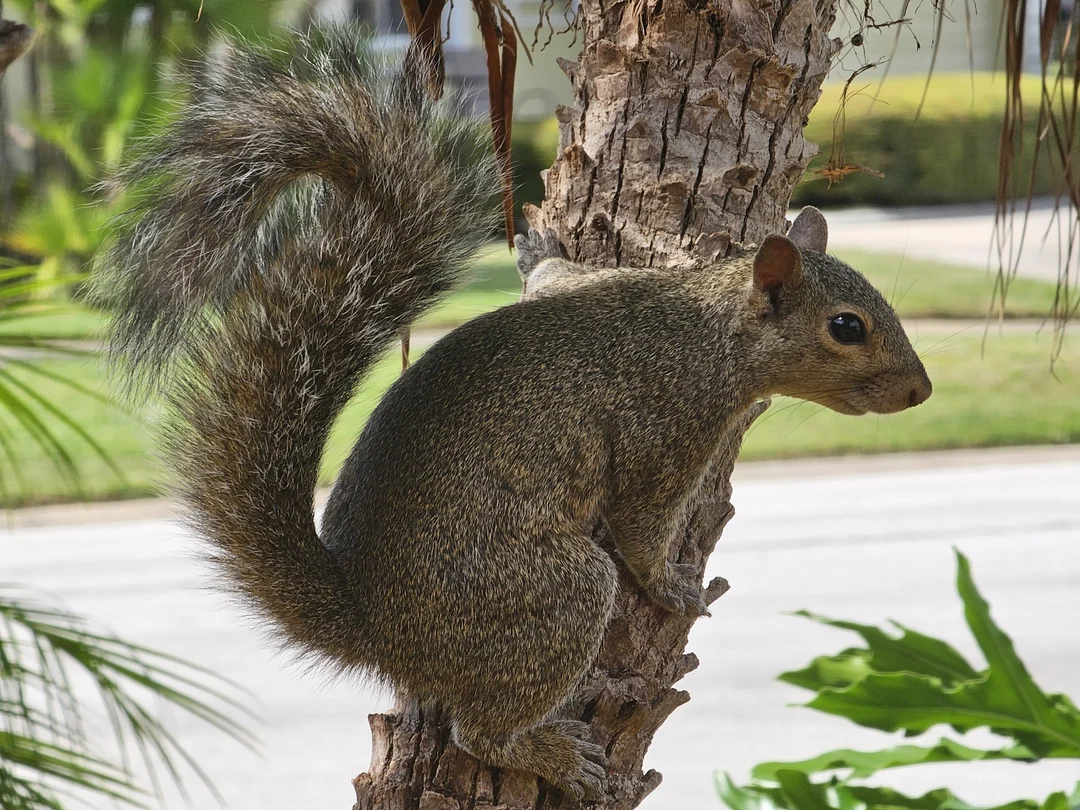 Squirrel climbing a palm tree | Scrolller