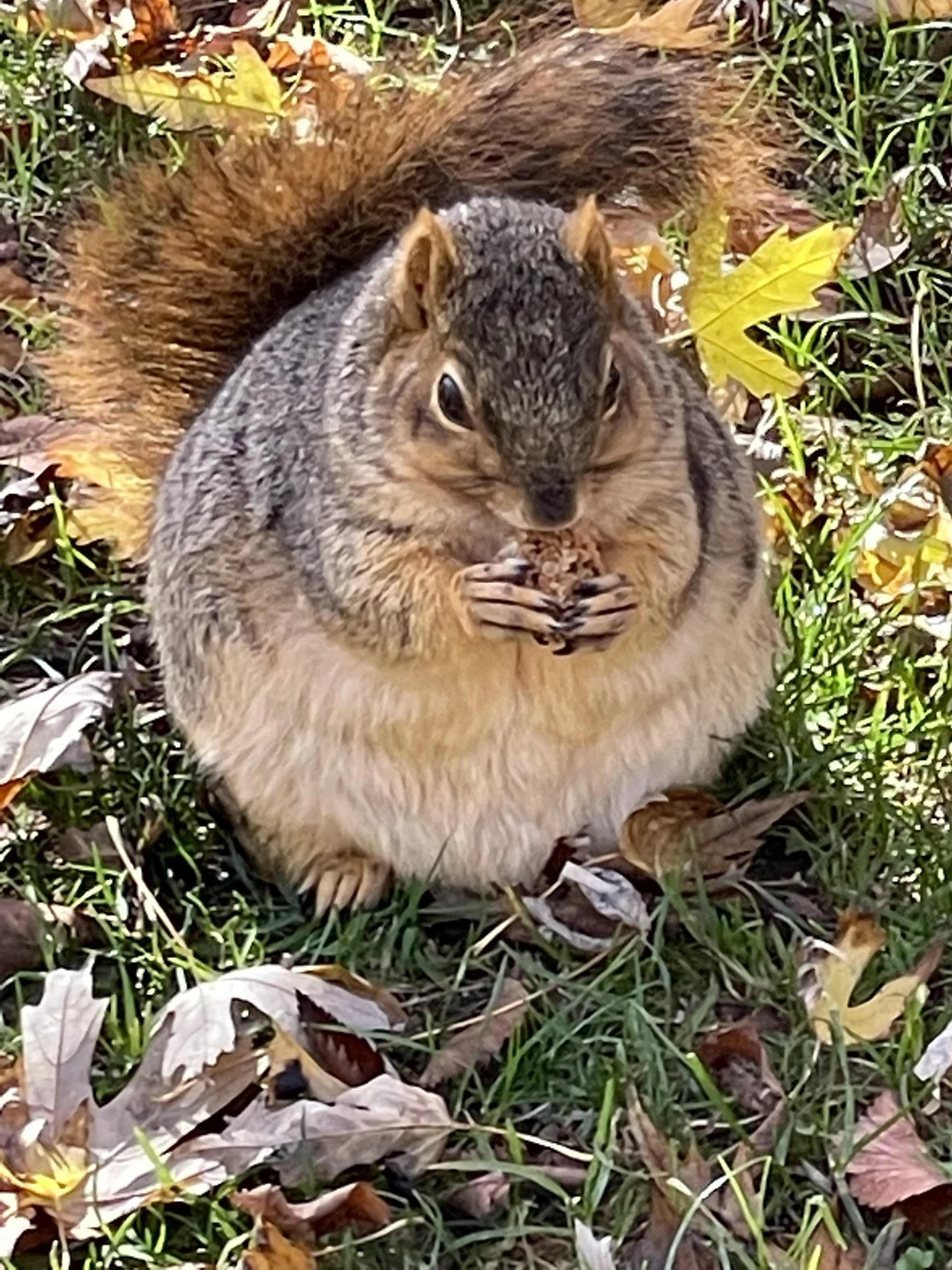 More University of Michigan squirrel | Scrolller