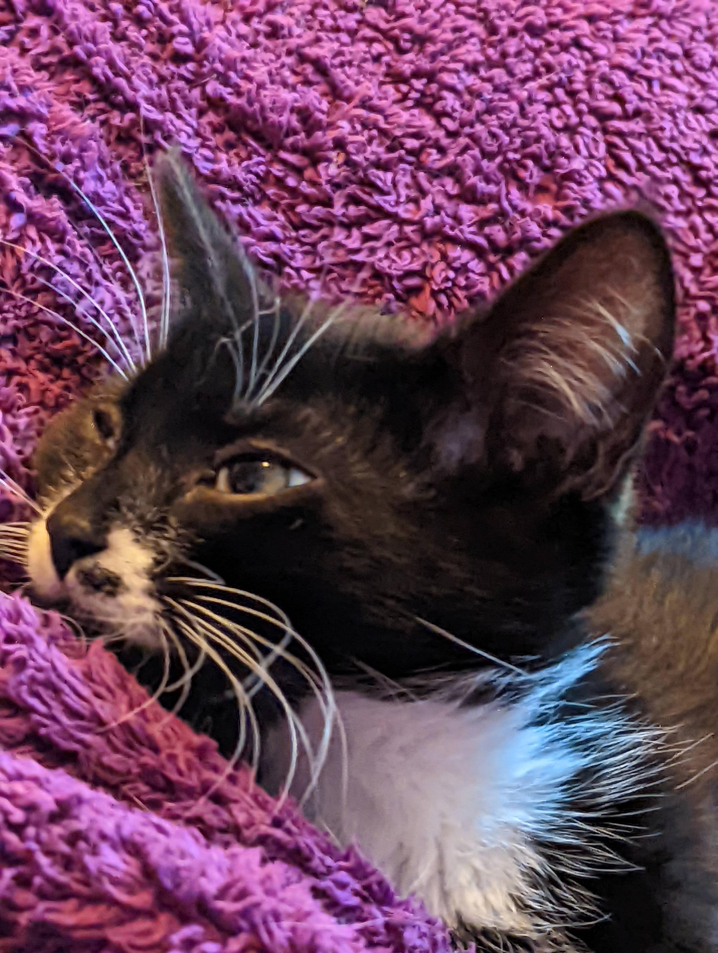 Metty in repose | Scrolller