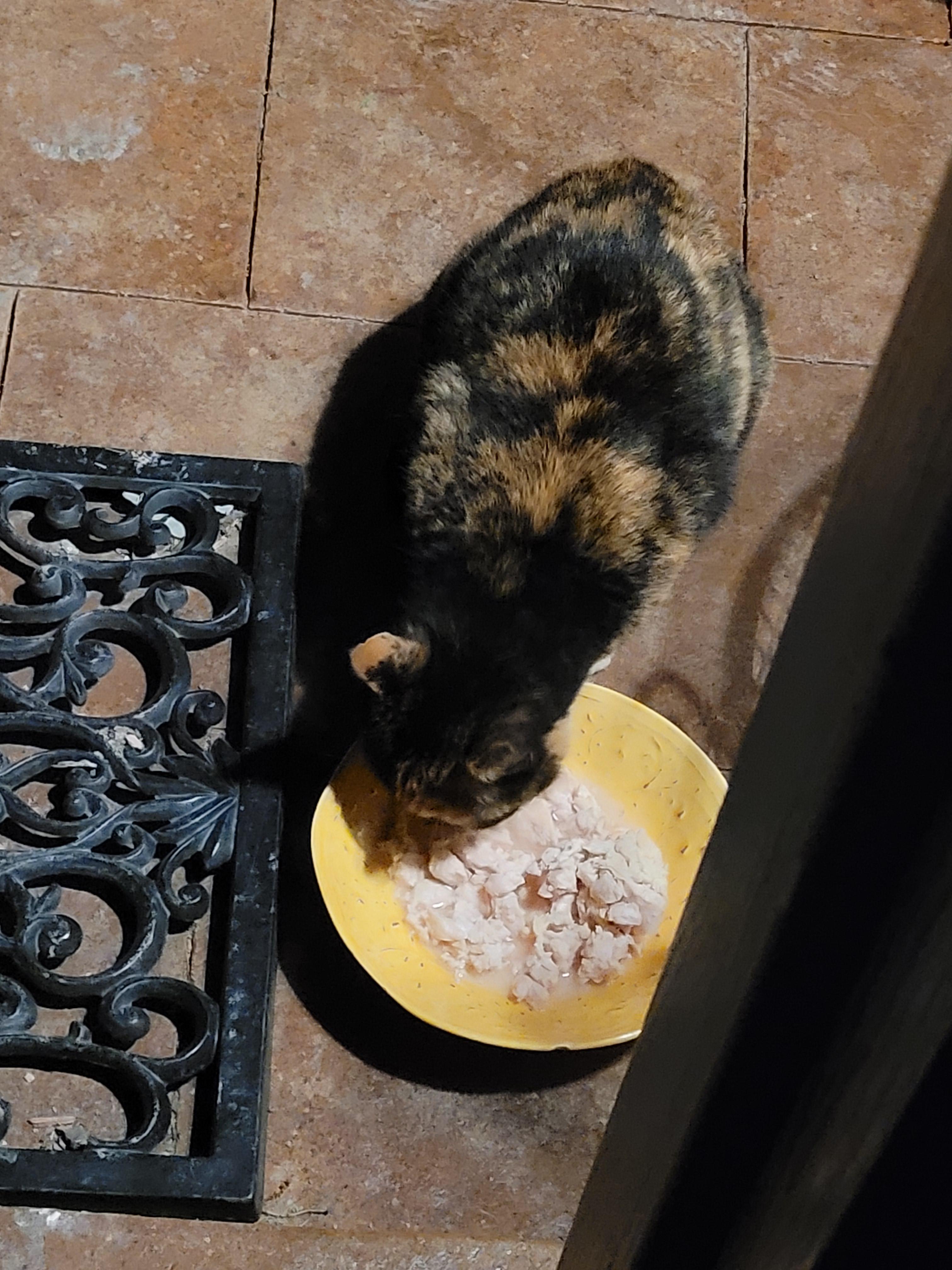 Stray calico eating canned chicken | Scrolller