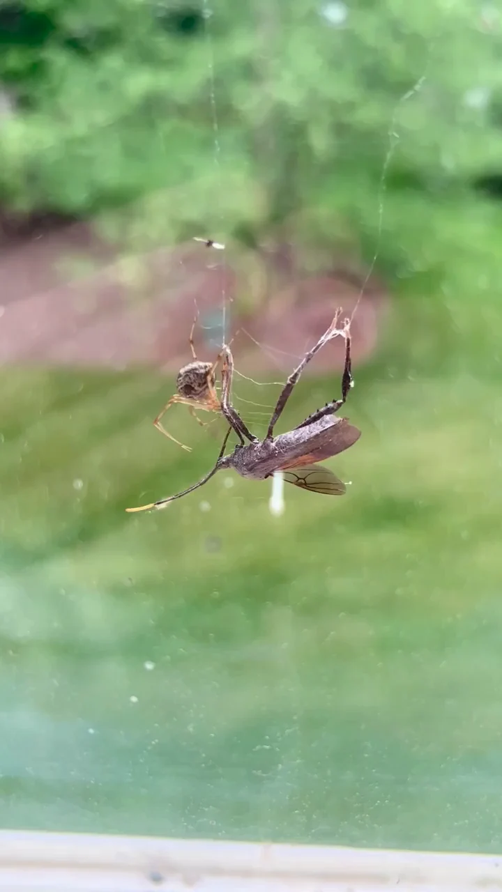 Weaver(?) caught a assassin bug | Scrolller