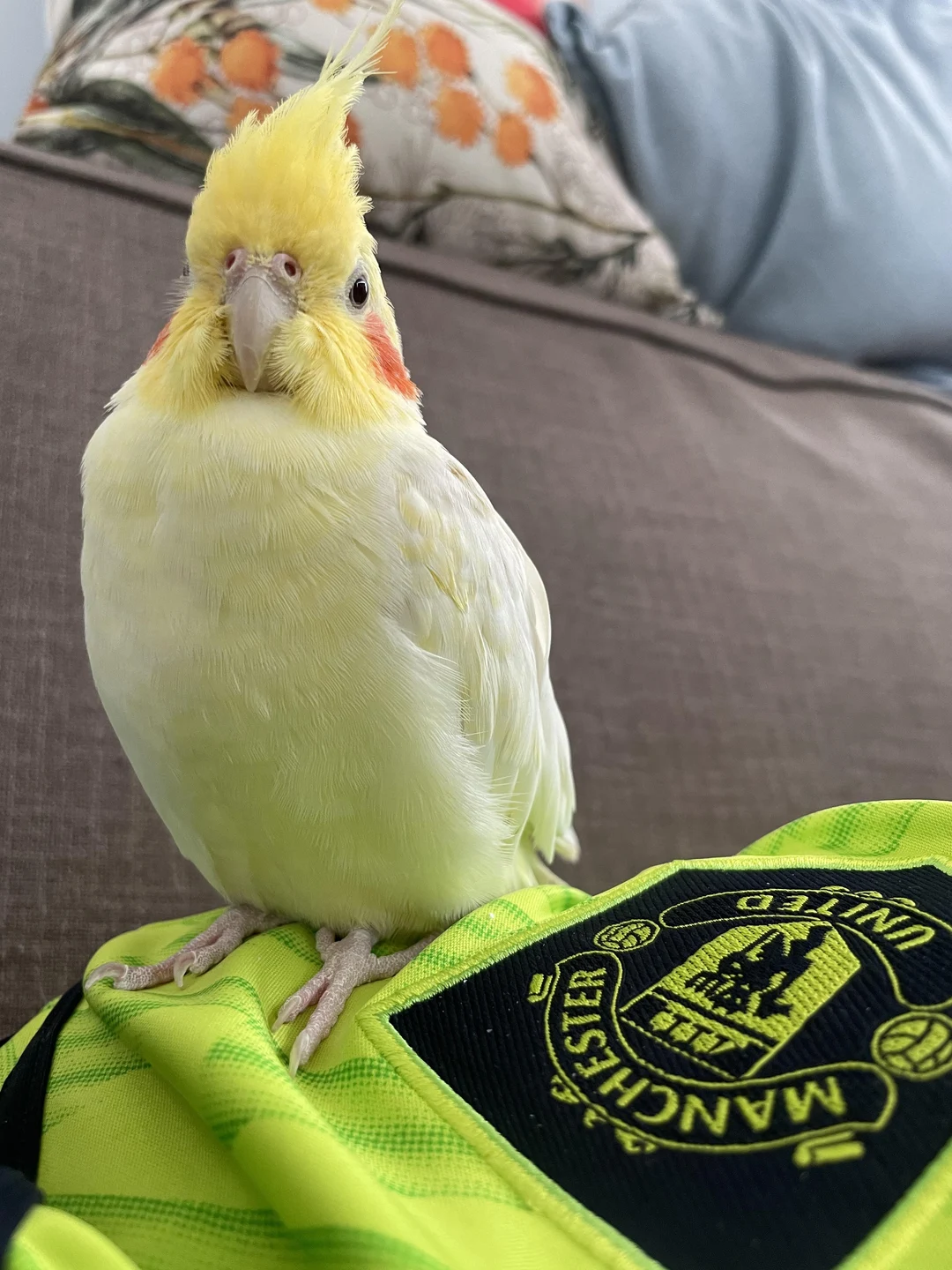 Meet my floof: Tweety | Scrolller