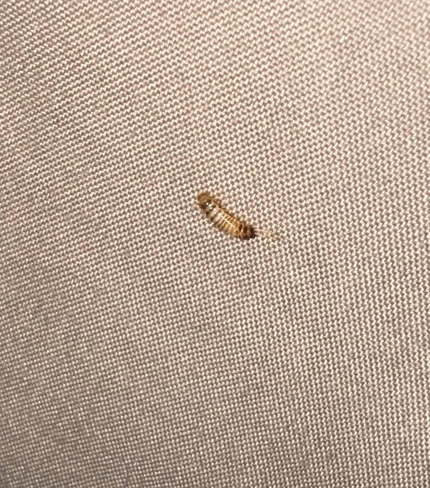 Help Id Bug Scrolller