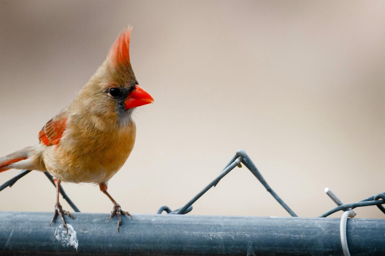 Here's a Cardinal with a pretty sick Mohawk! | Scrolller