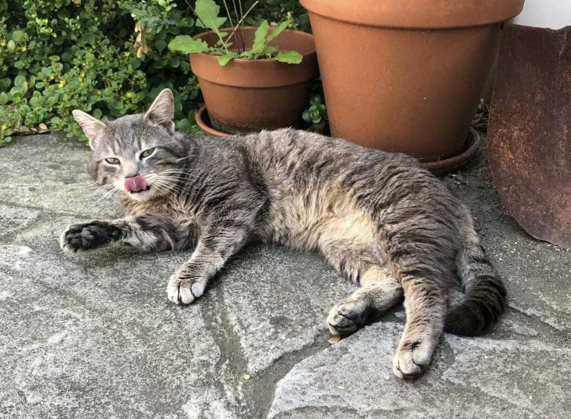 Meet Mango 🥭 | Scrolller