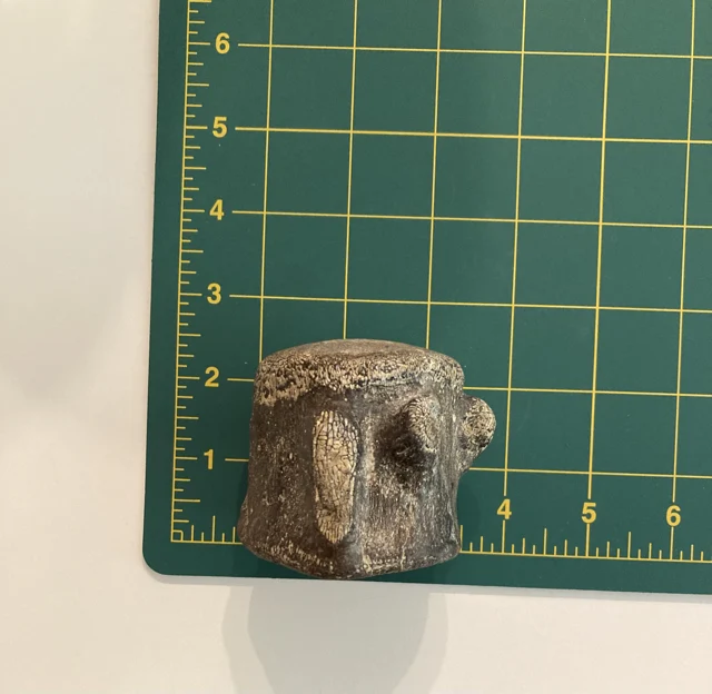 Mosasaur or Plesiosaur Vertebra | Scrolller