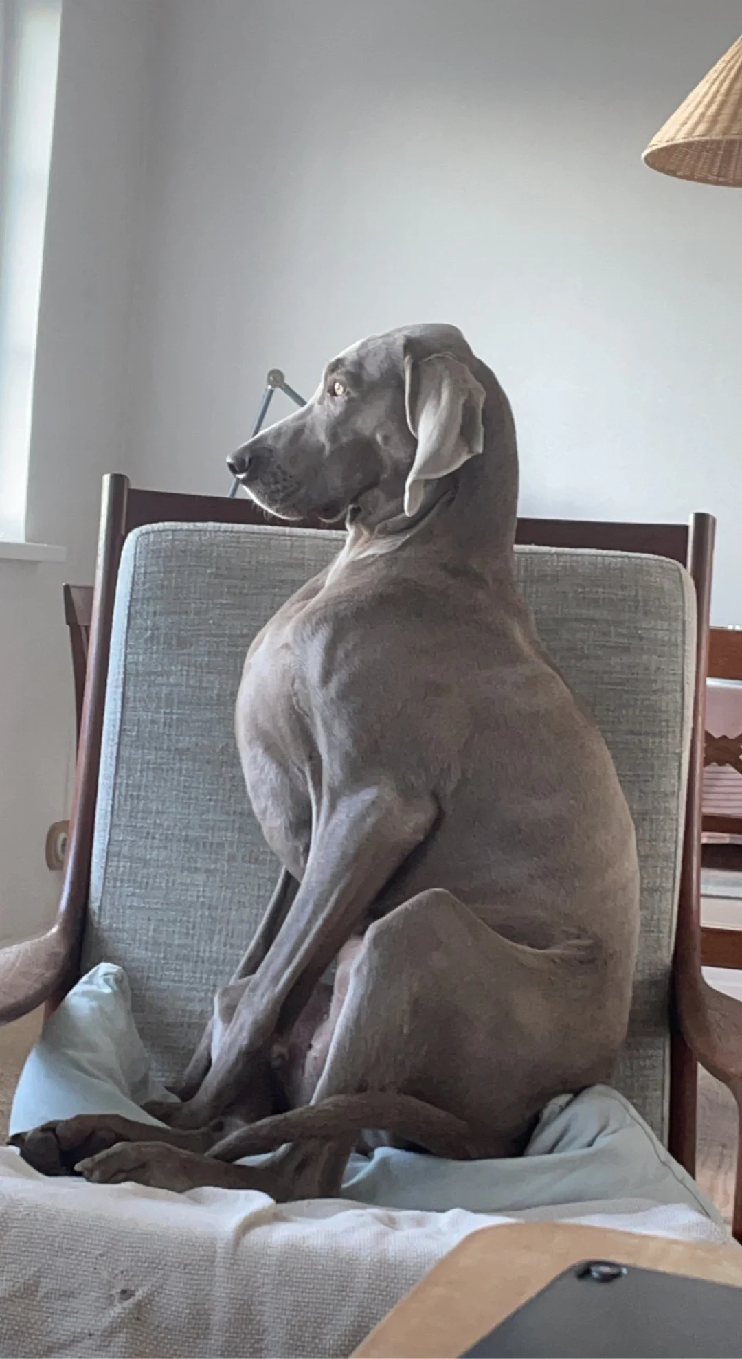 She thinks she’s a human | Scrolller