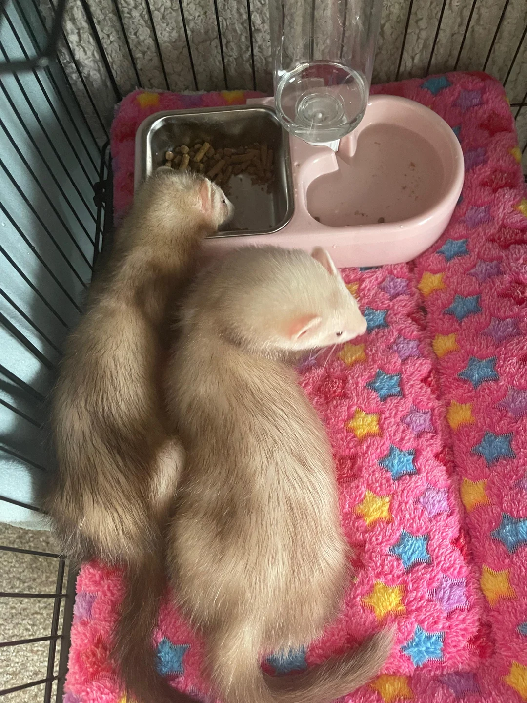 Is this size difference normal? They are both ~ 4 months old. Smaller one is female, larger one ...