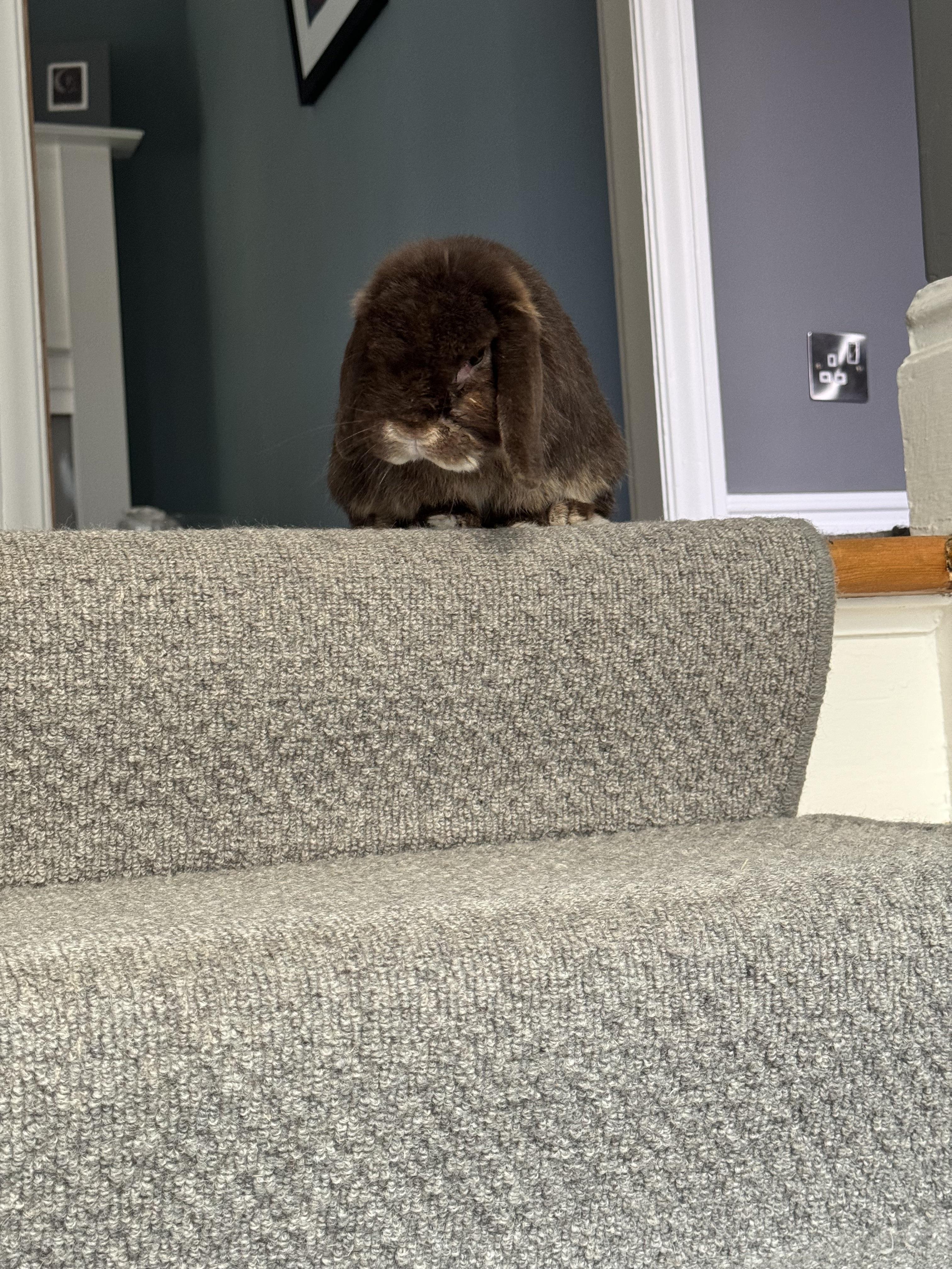 Stairs are lava | Scrolller