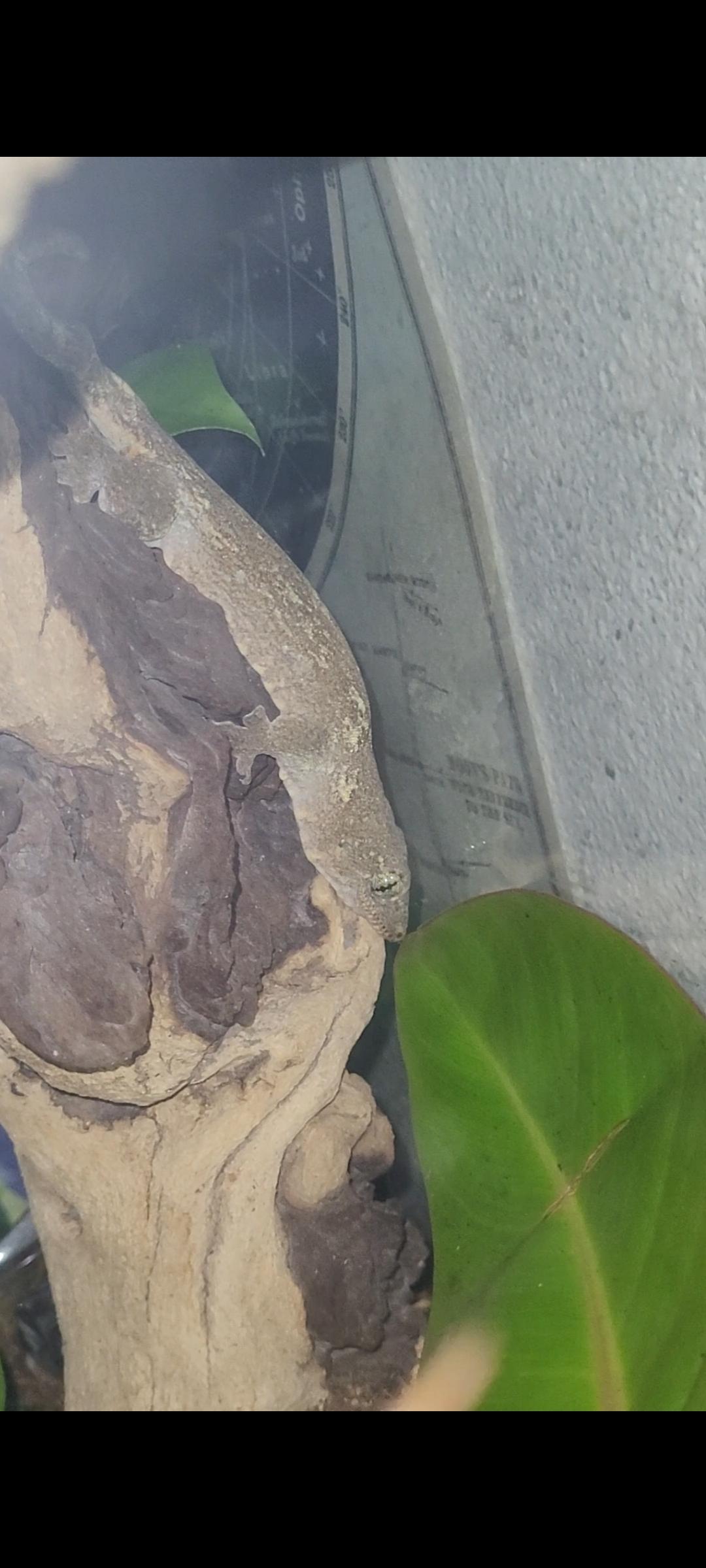 Got my first gecko! | Scrolller