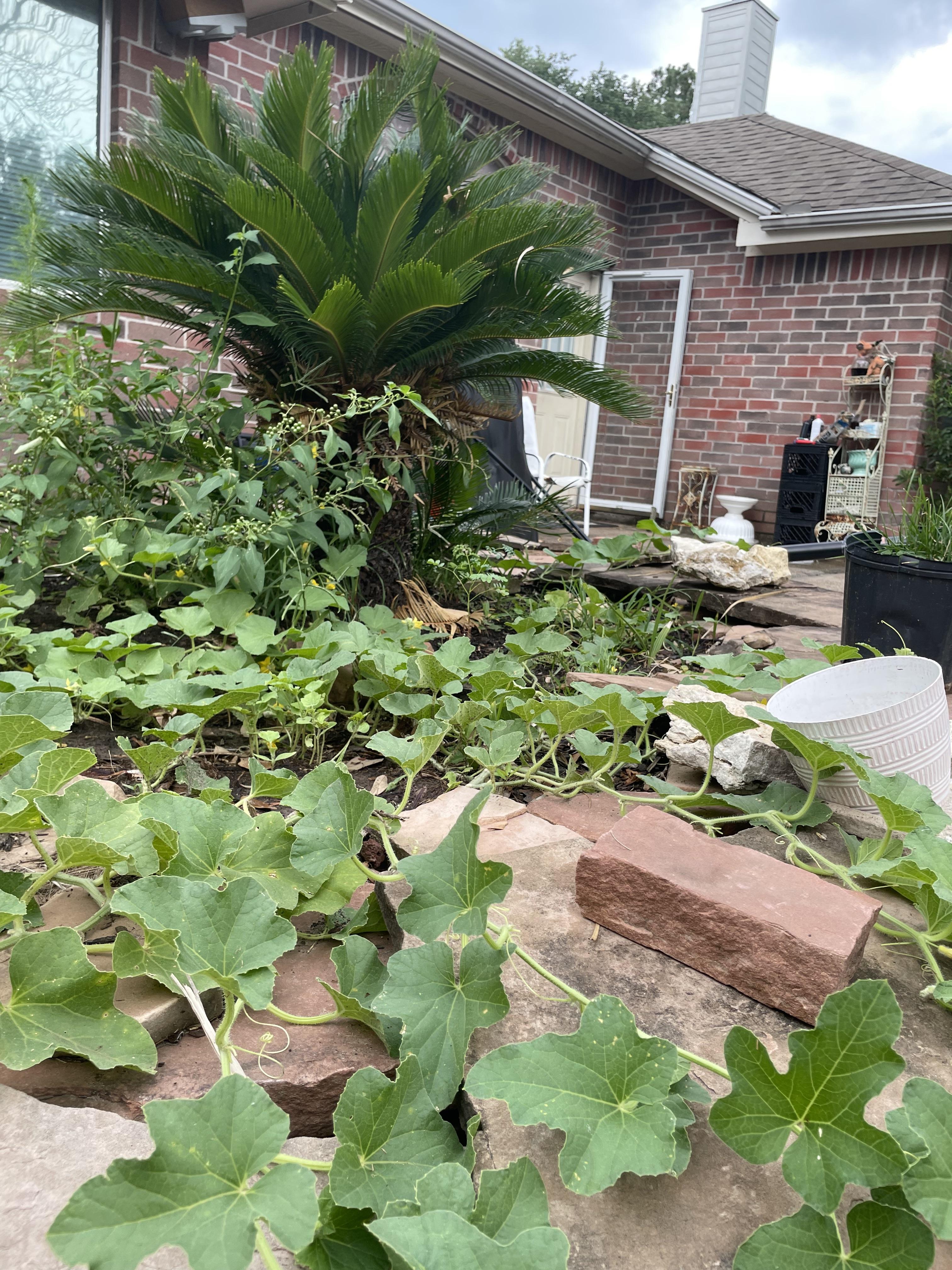 Cantaloupe take over the yard | Scrolller