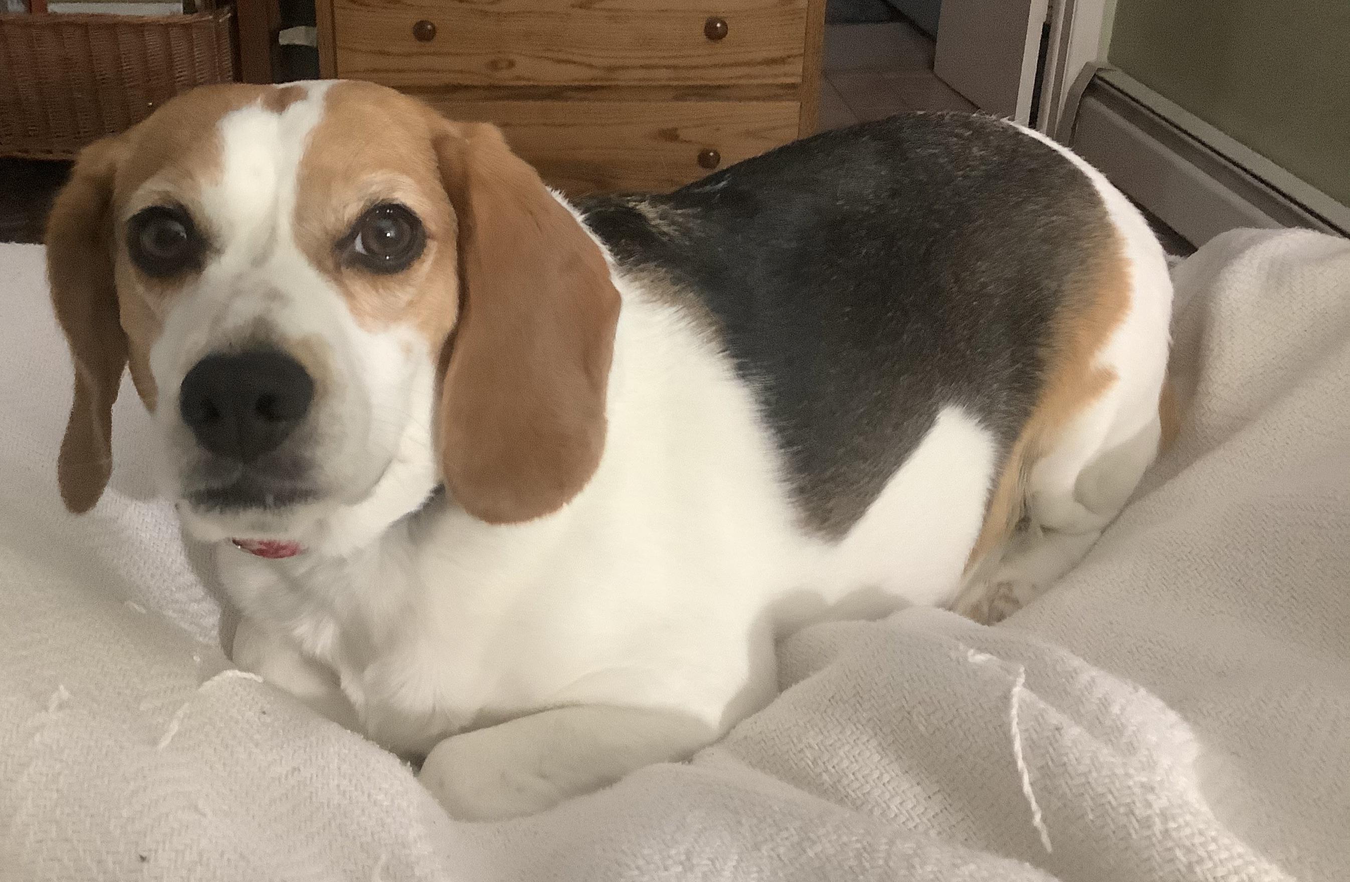 My not quite a beagle cat mimicking my beagle’s poses | Scrolller