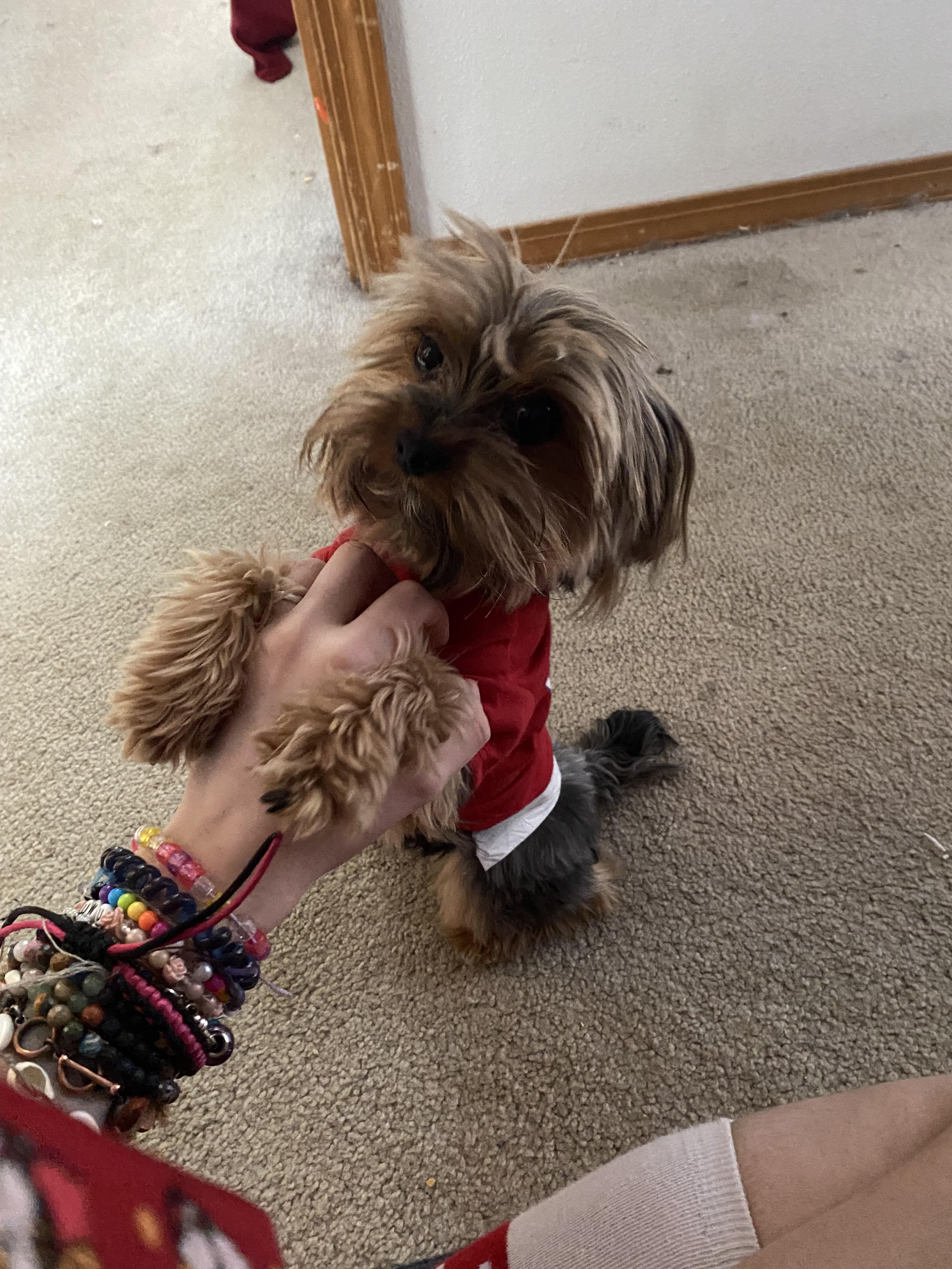 Yorkie with floppy ears | Scrolller