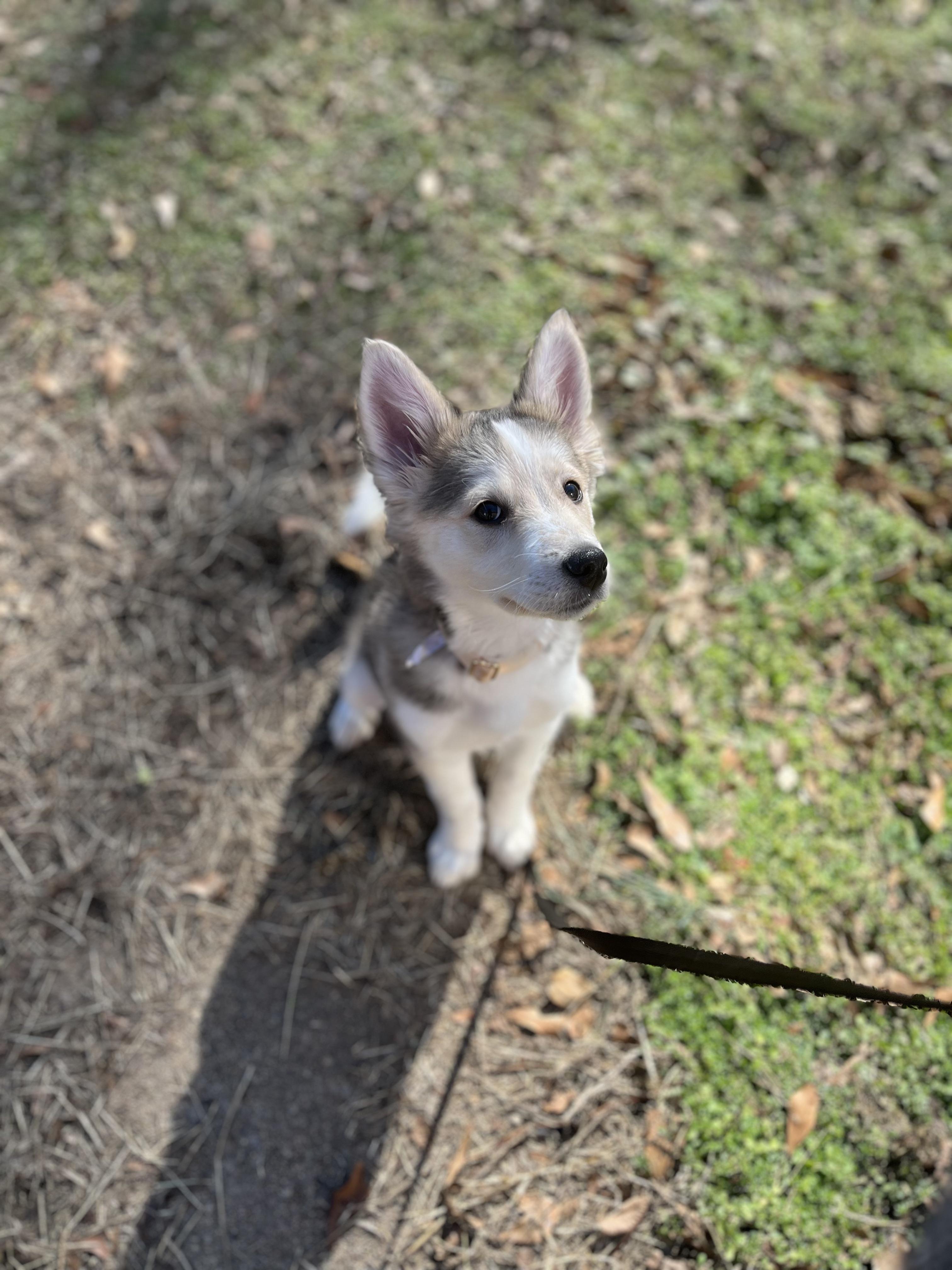 Do we think she’s full husky? | Scrolller