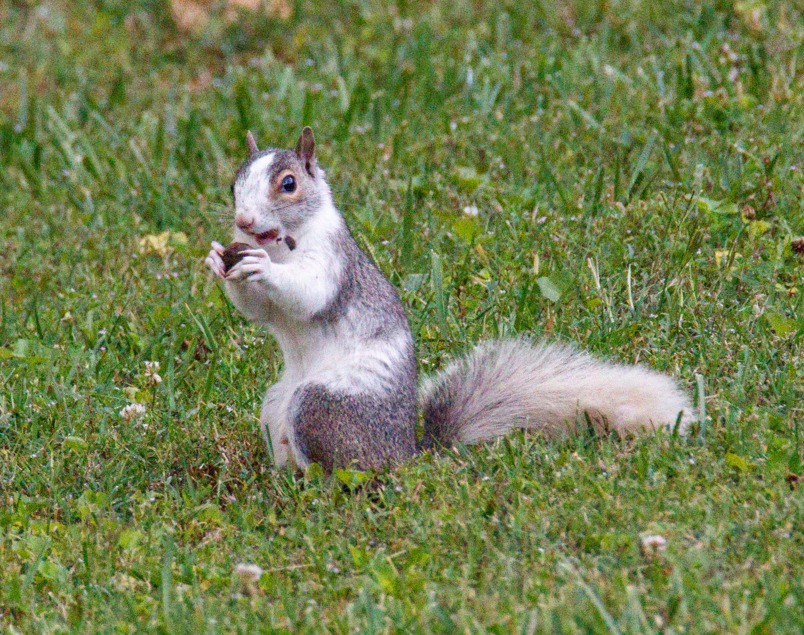 Unusual gray squirrel | Scrolller