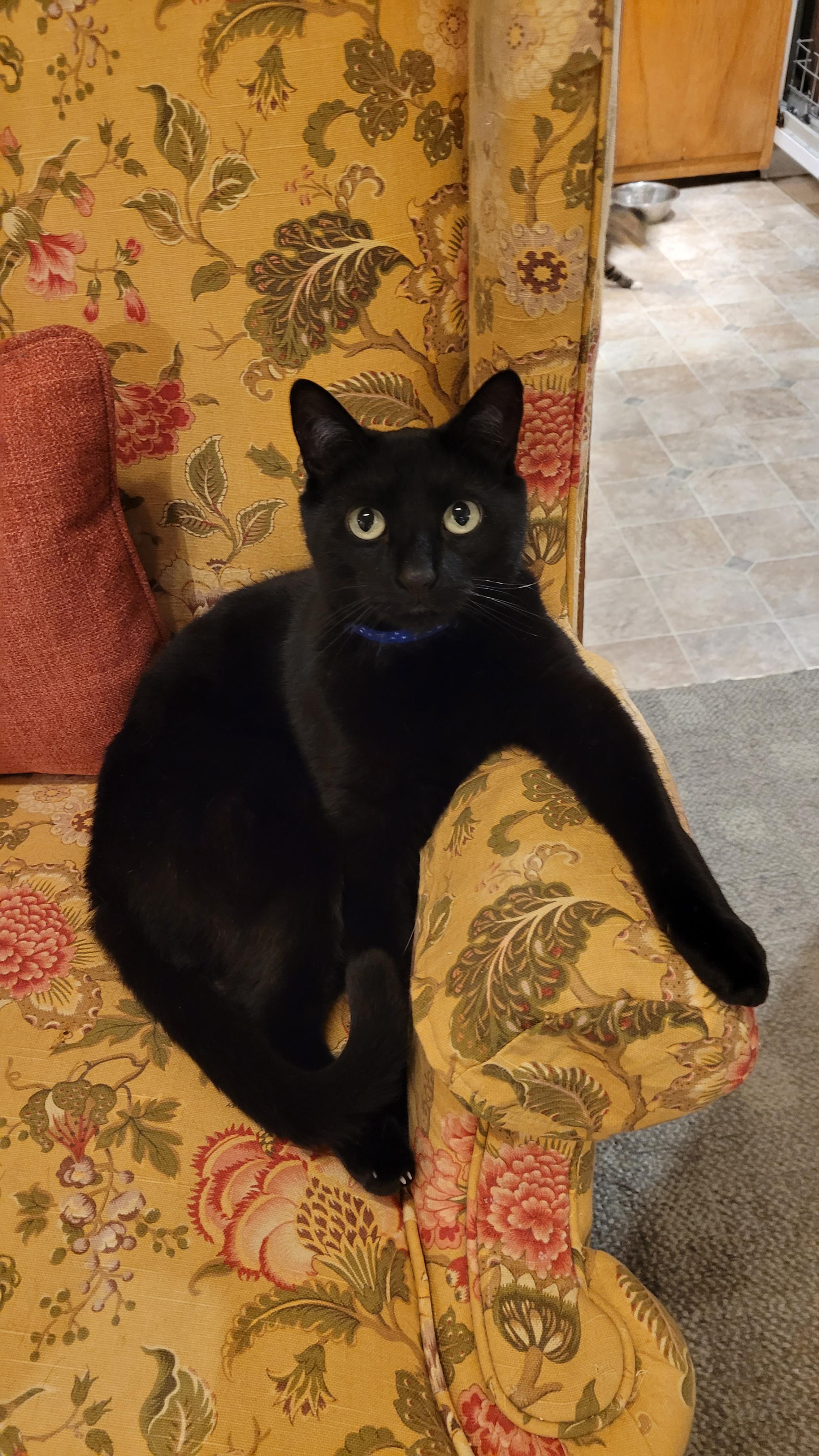 My buddy Mischief is being a very polite boy | Scrolller