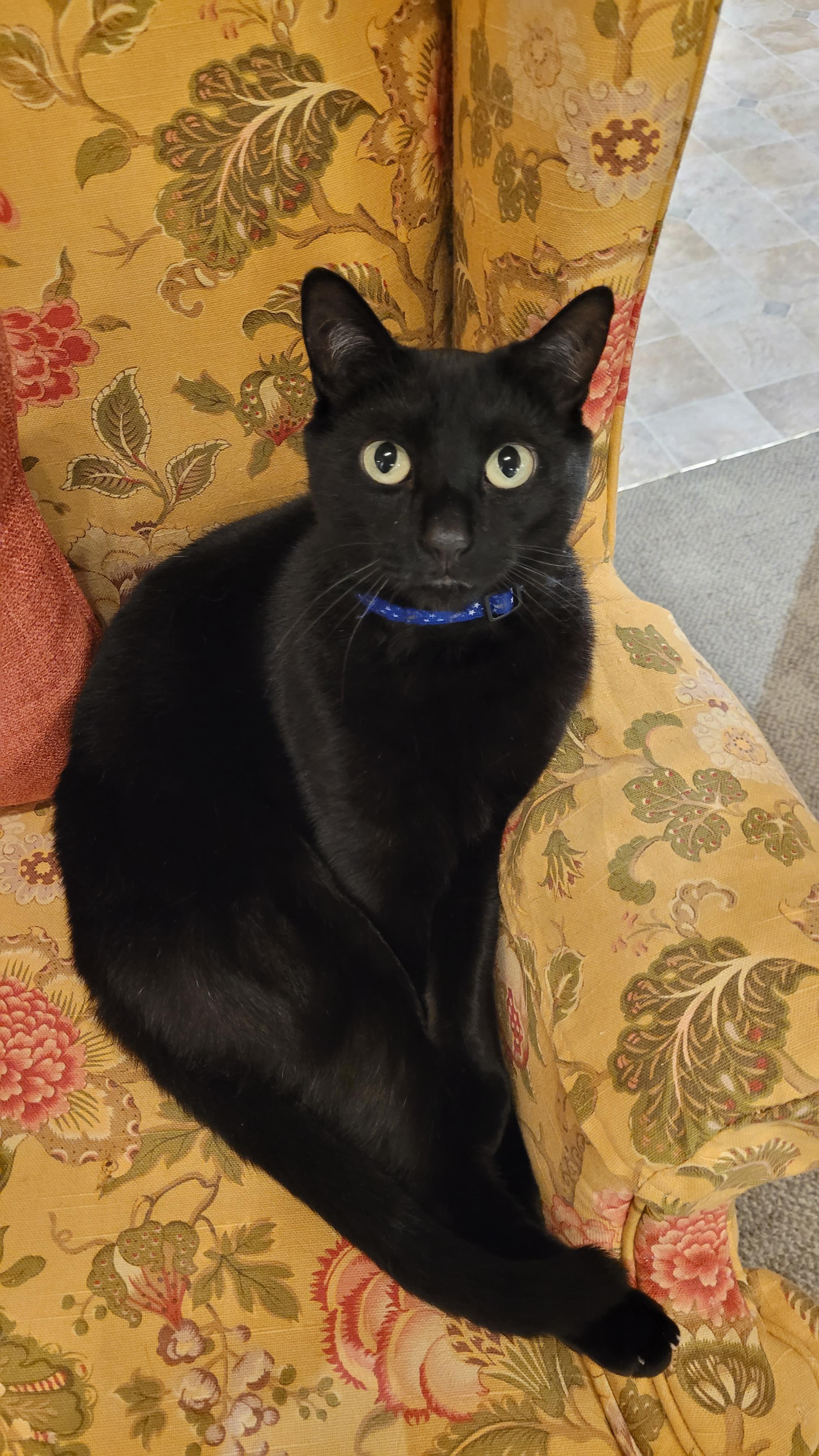 My buddy Mischief is being a very polite boy | Scrolller