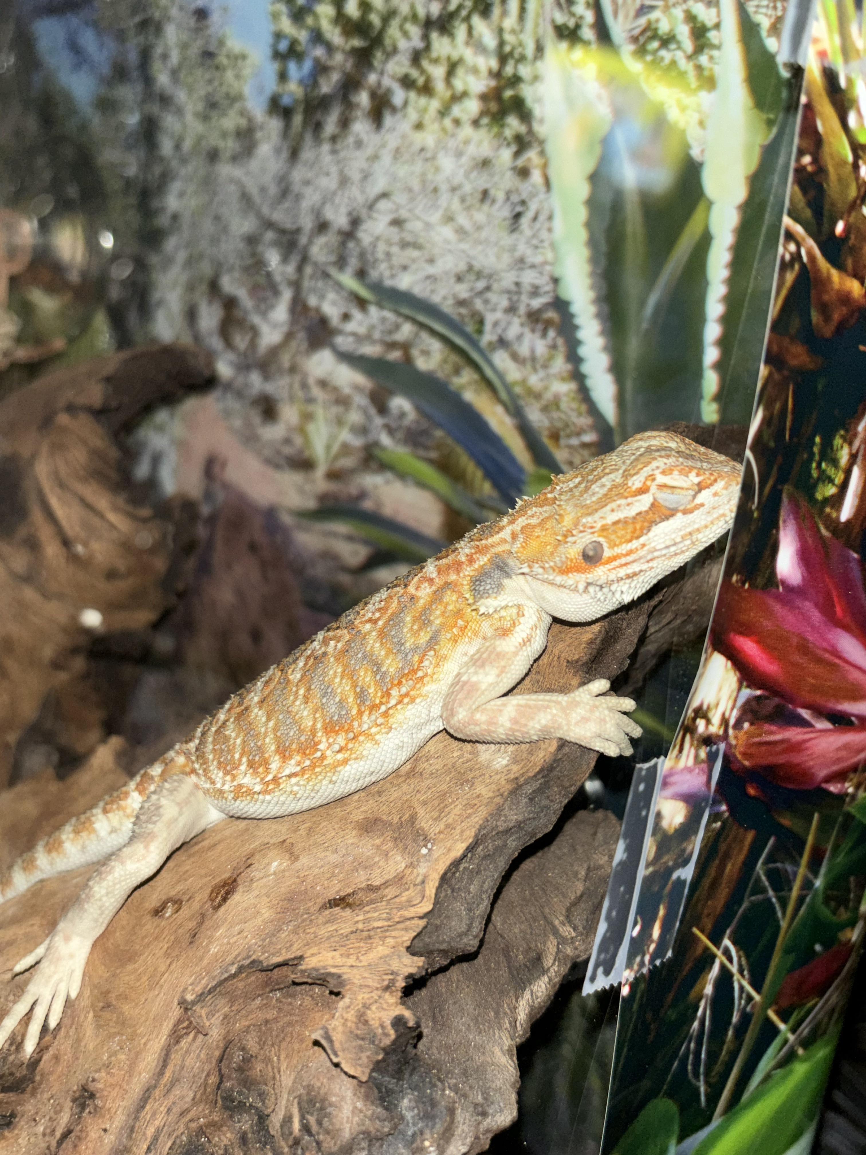 What kind of Morph? | Scrolller