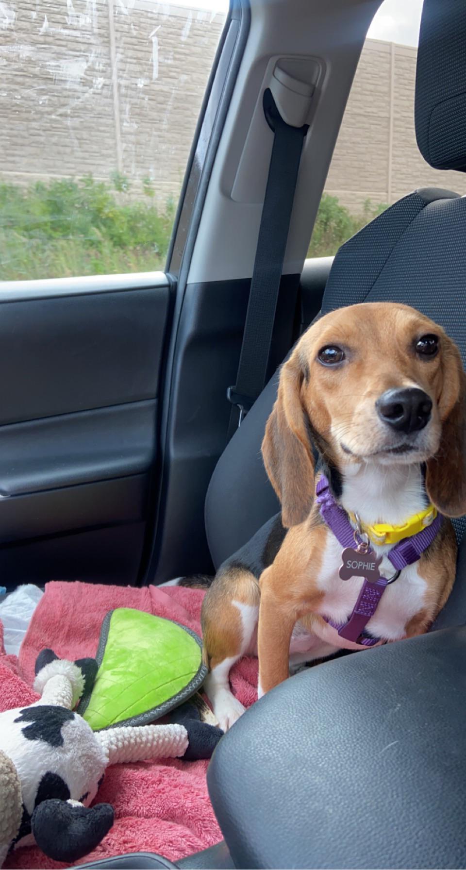 Sophie! An Envigo beagle rescue :) | Scrolller