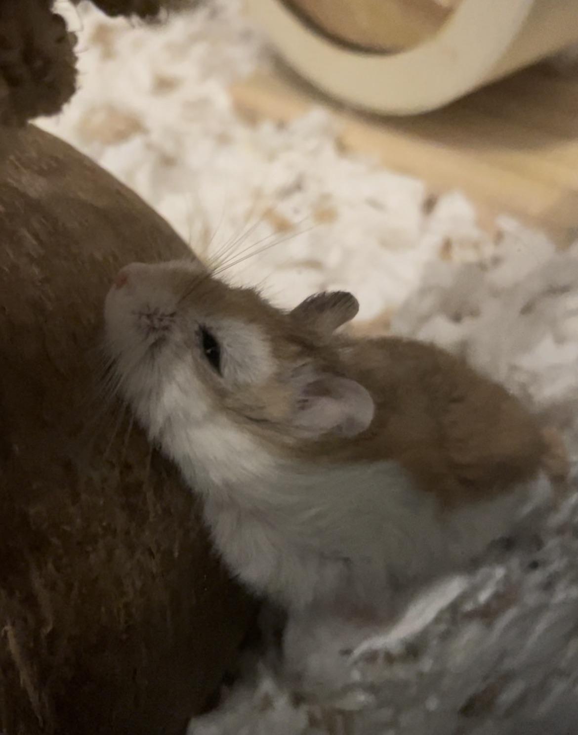 Meet Creature | Scrolller