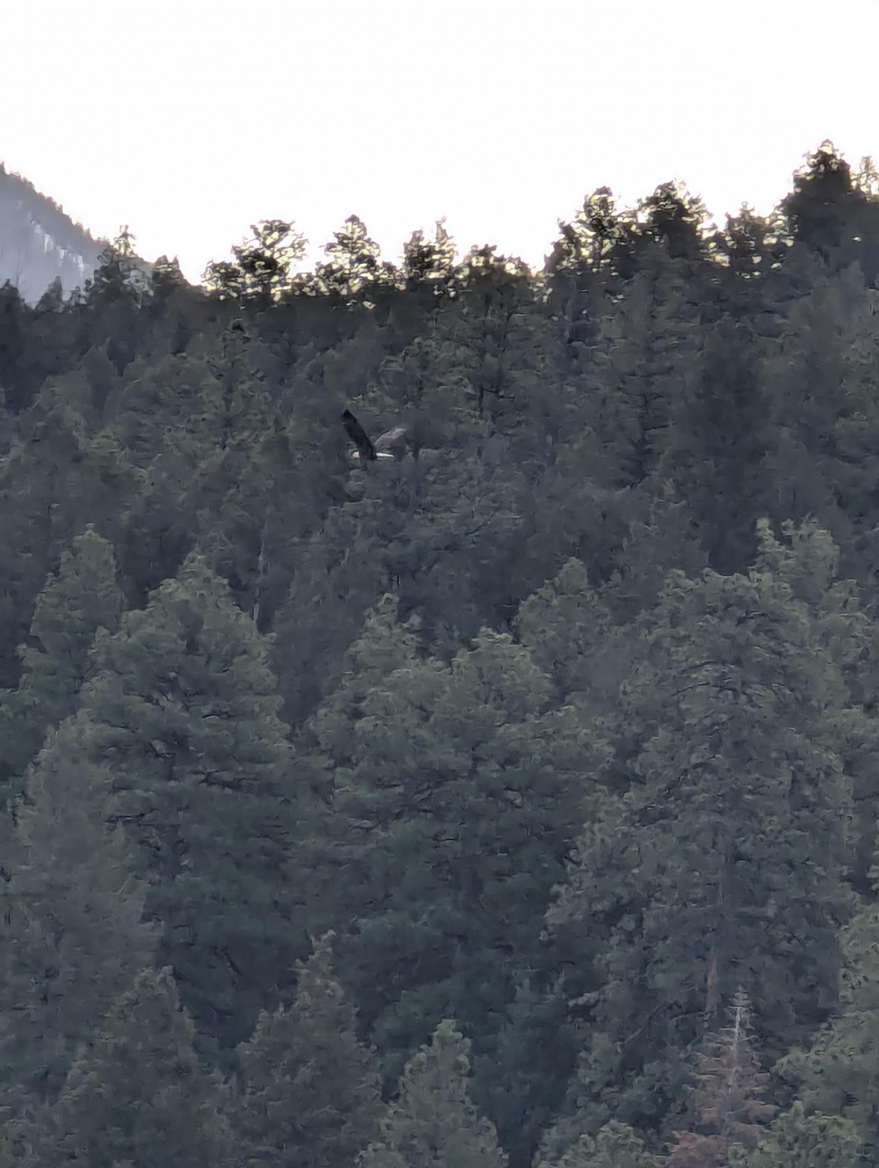 Bald Eagle? | Scrolller