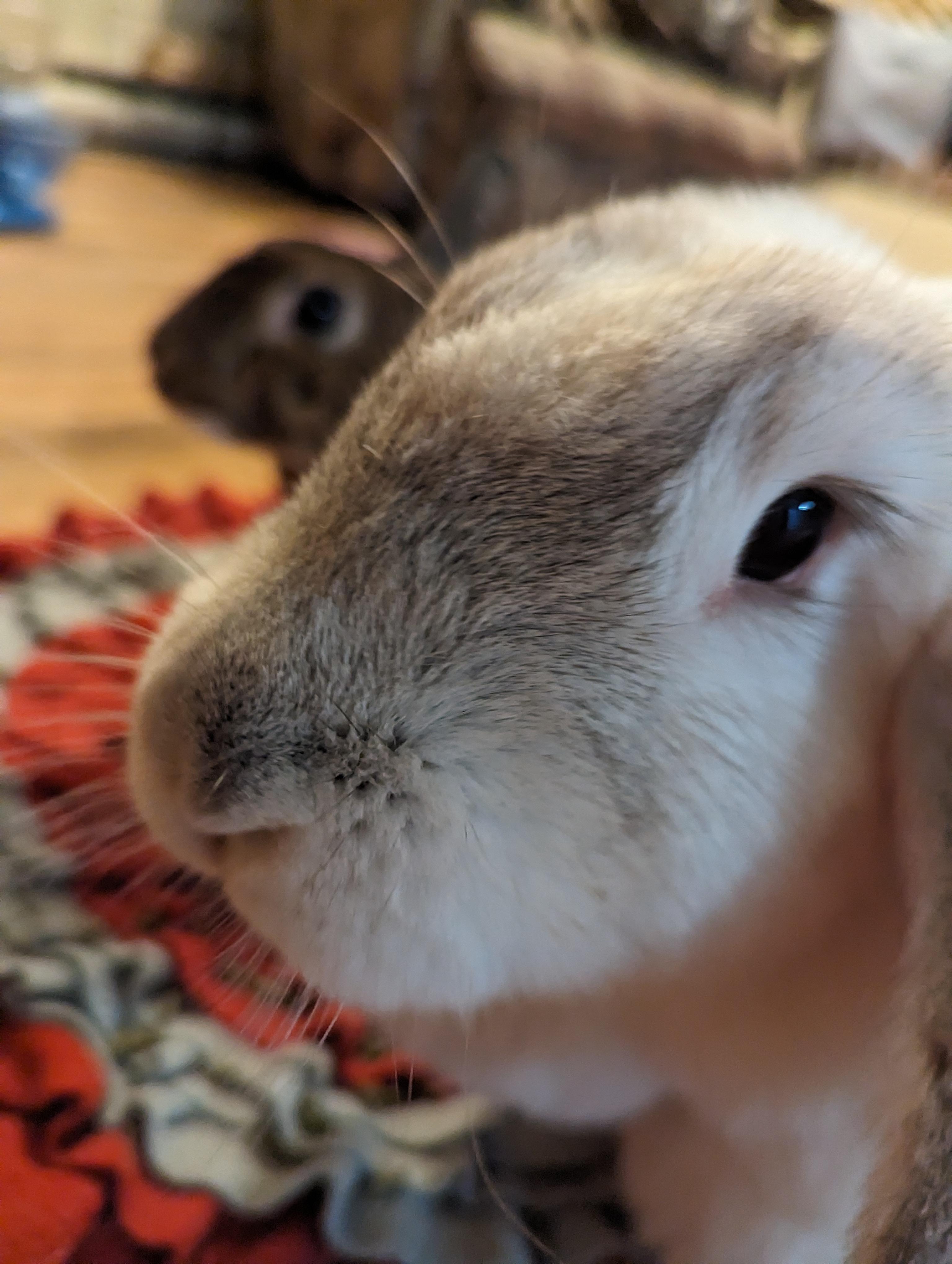 My princess Lily just passed the rainbow bridge | Scrolller