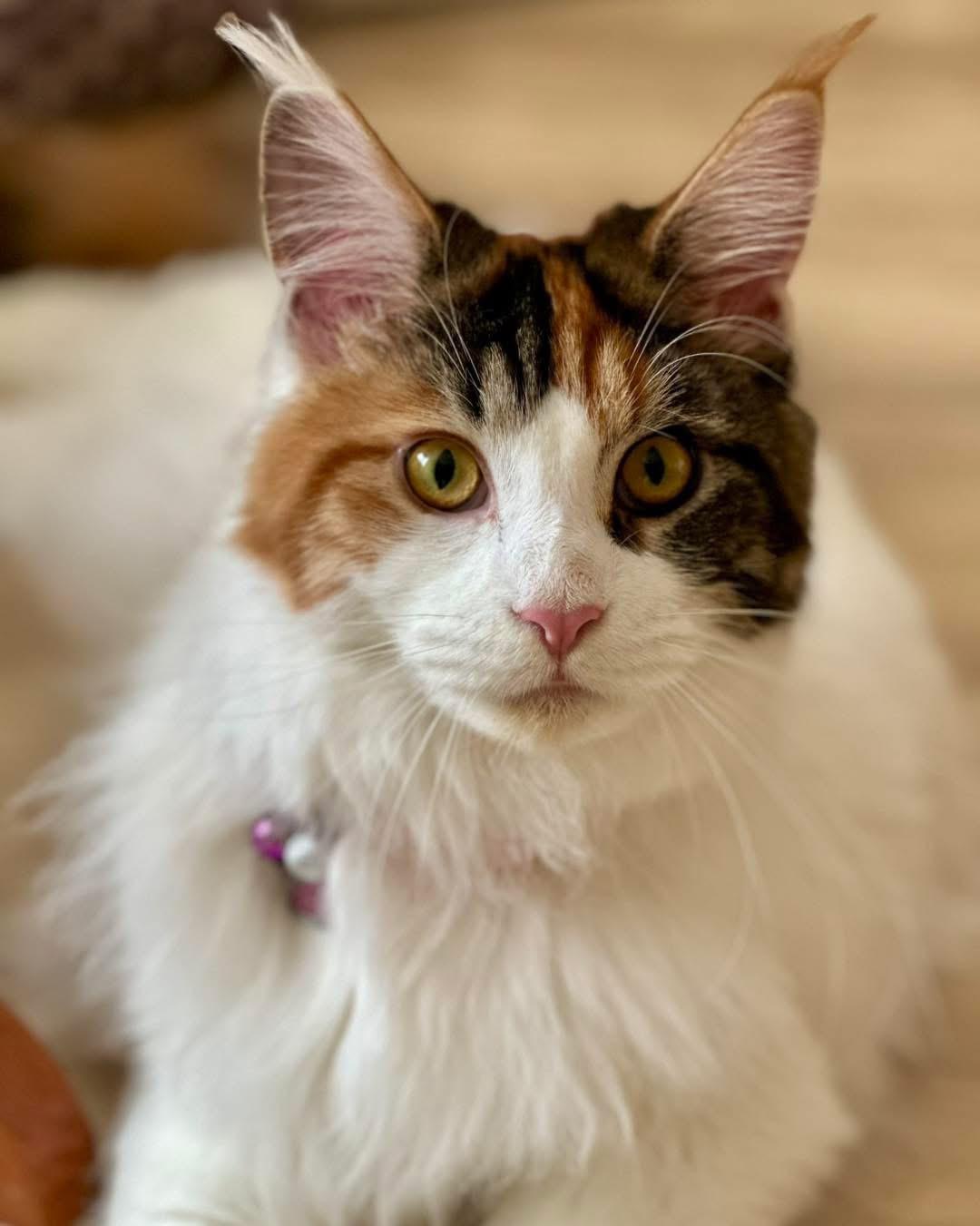 Calico Maine coons | Scrolller