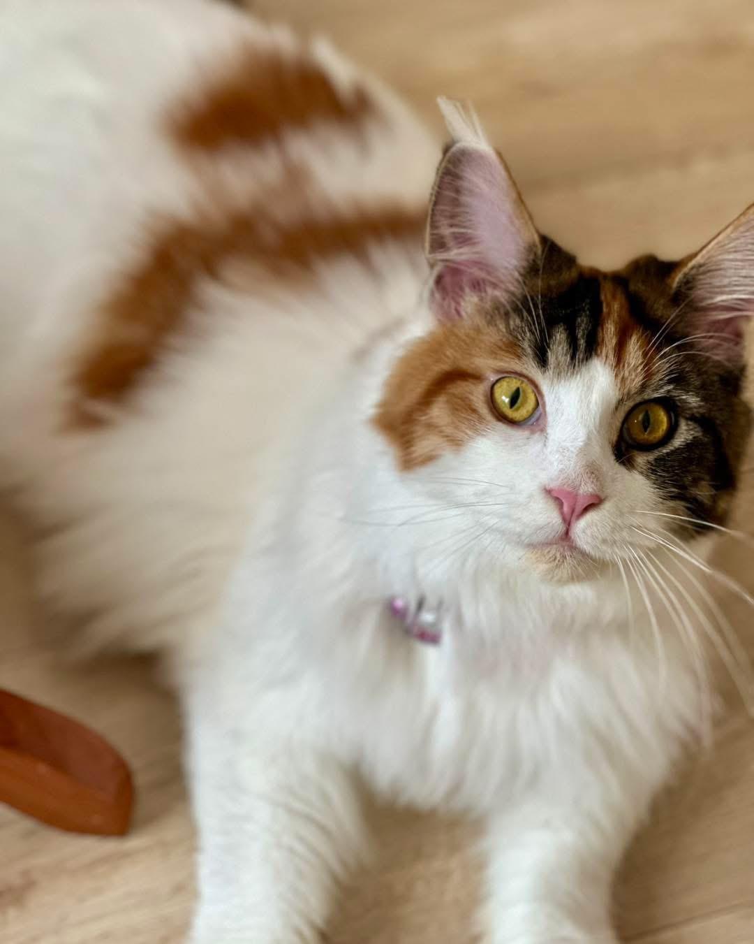 Calico Maine coons | Scrolller