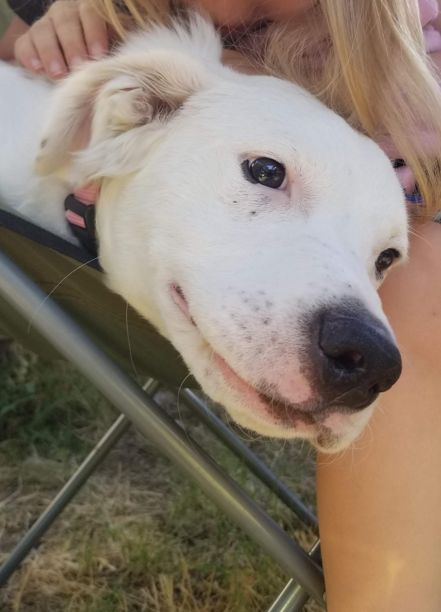 [OC] Our great Pyrenees mix, Brian, is a derpy sweetheart | Scrolller
