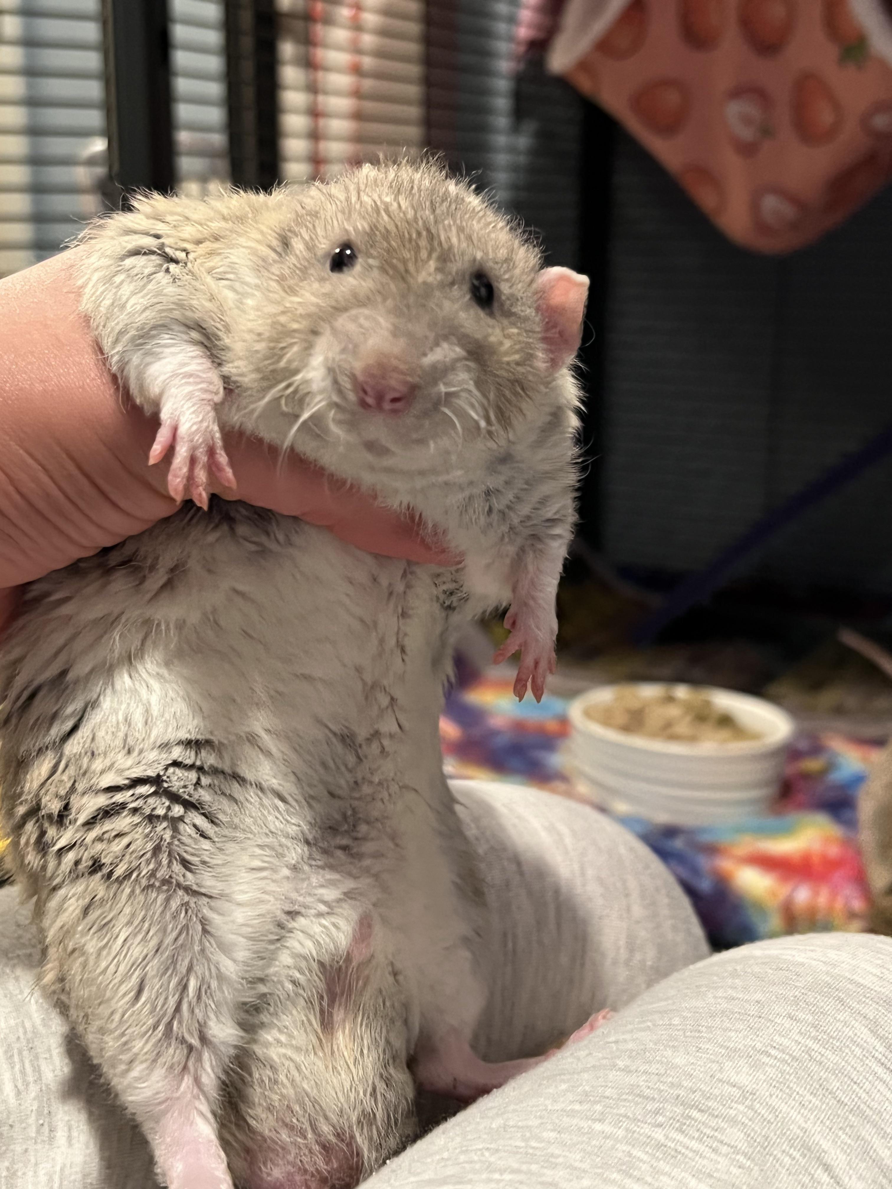 Big Tony appreciation post | Scrolller