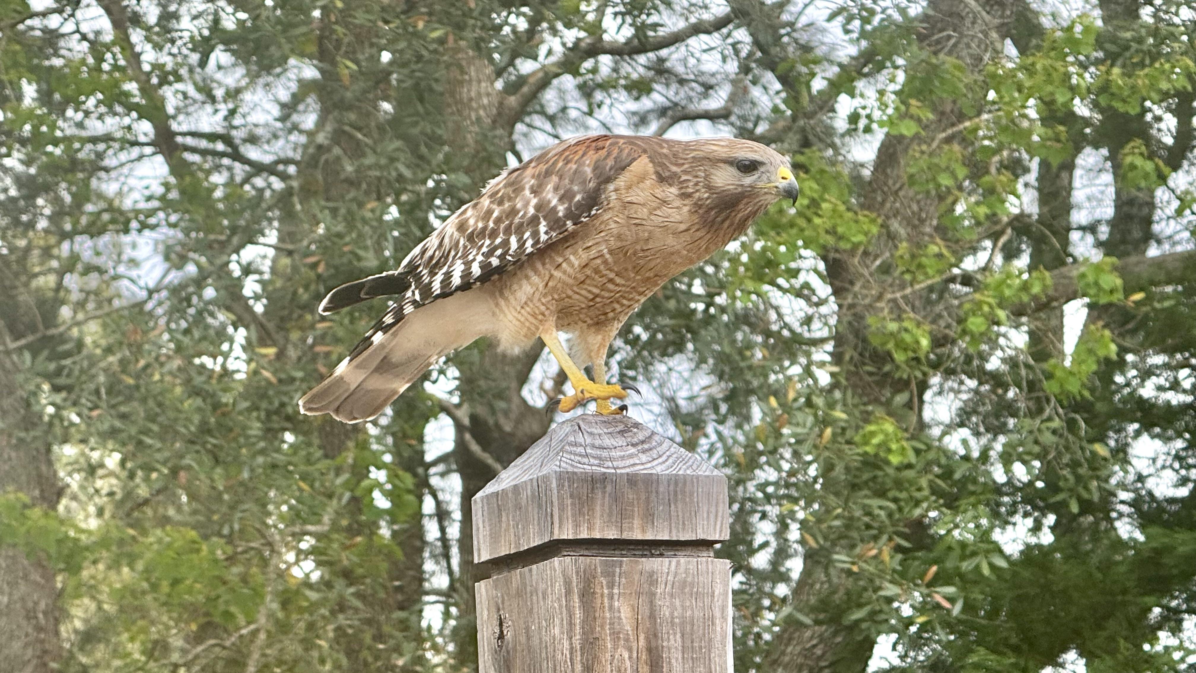 Red Shouldered Hawk | Scrolller