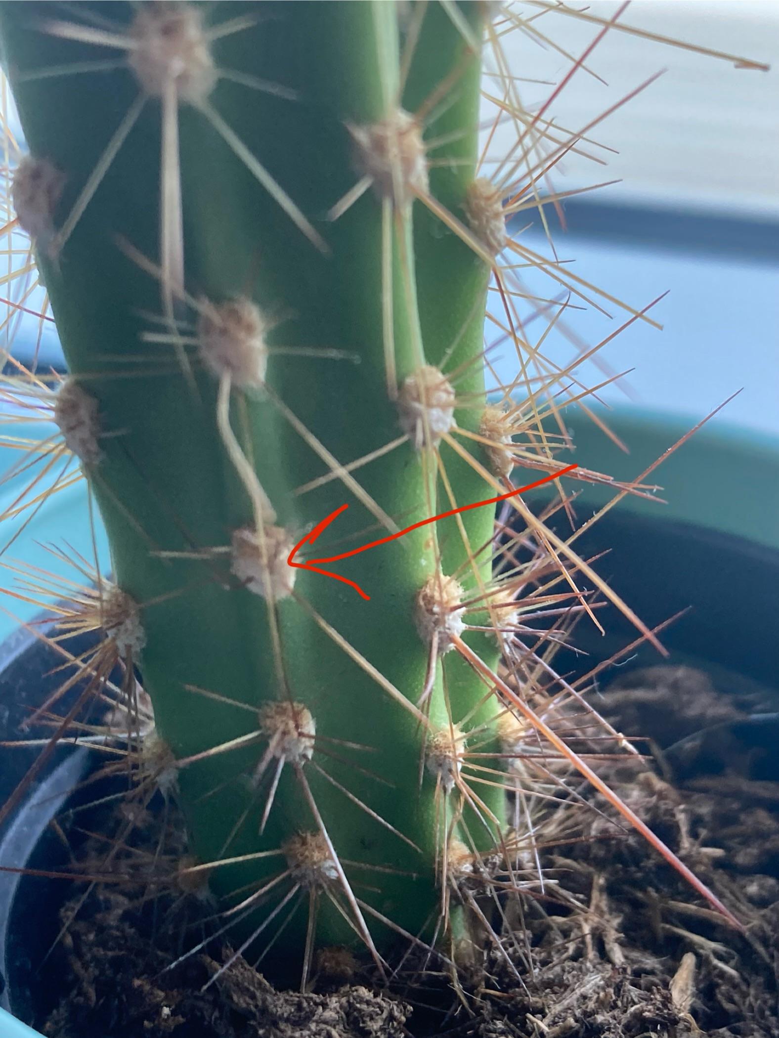What are these white spots on my cactus? | Scrolller