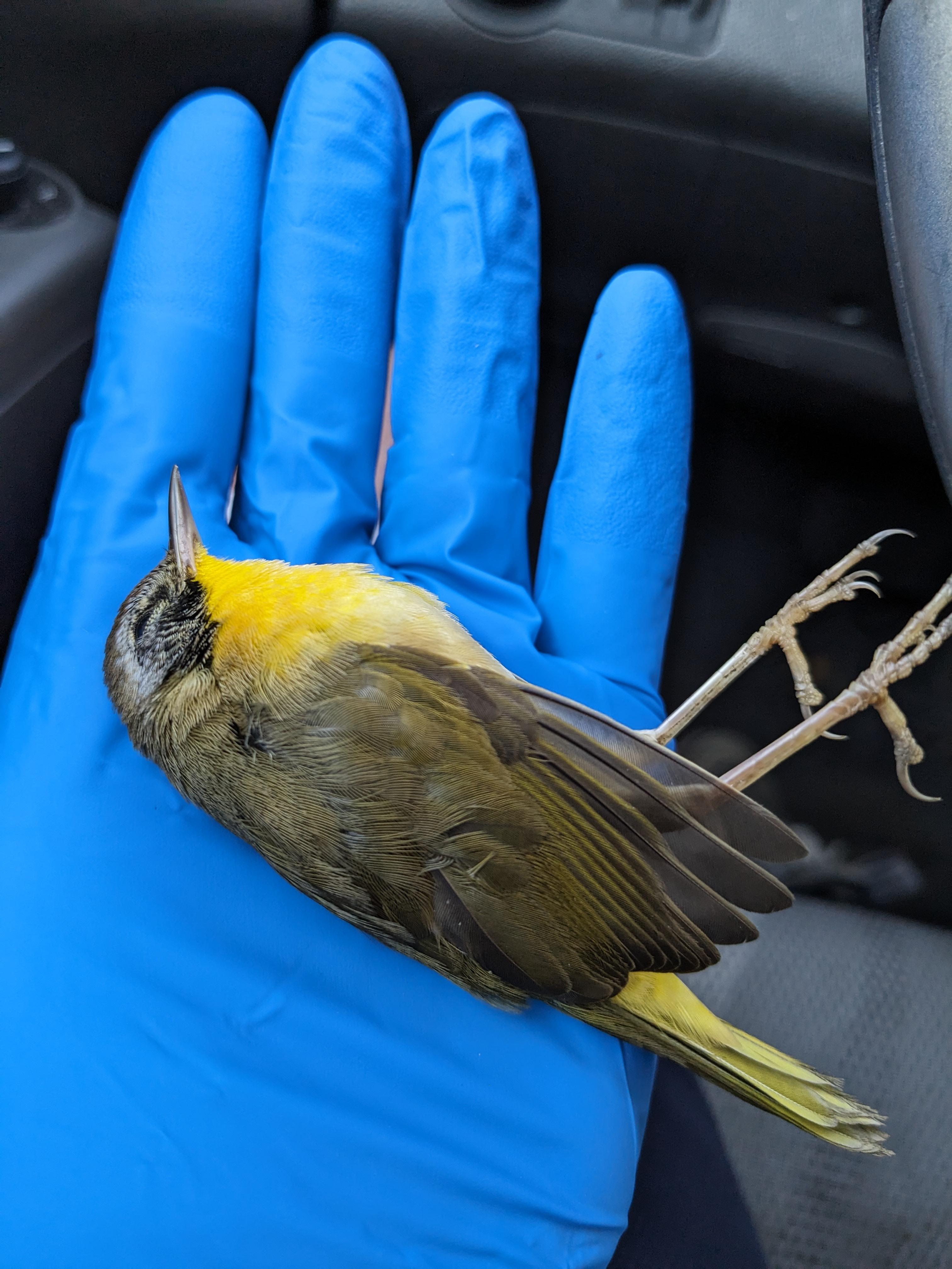Discover more like Vultureculture: Sad but beautiful find - window victim from one of our ...