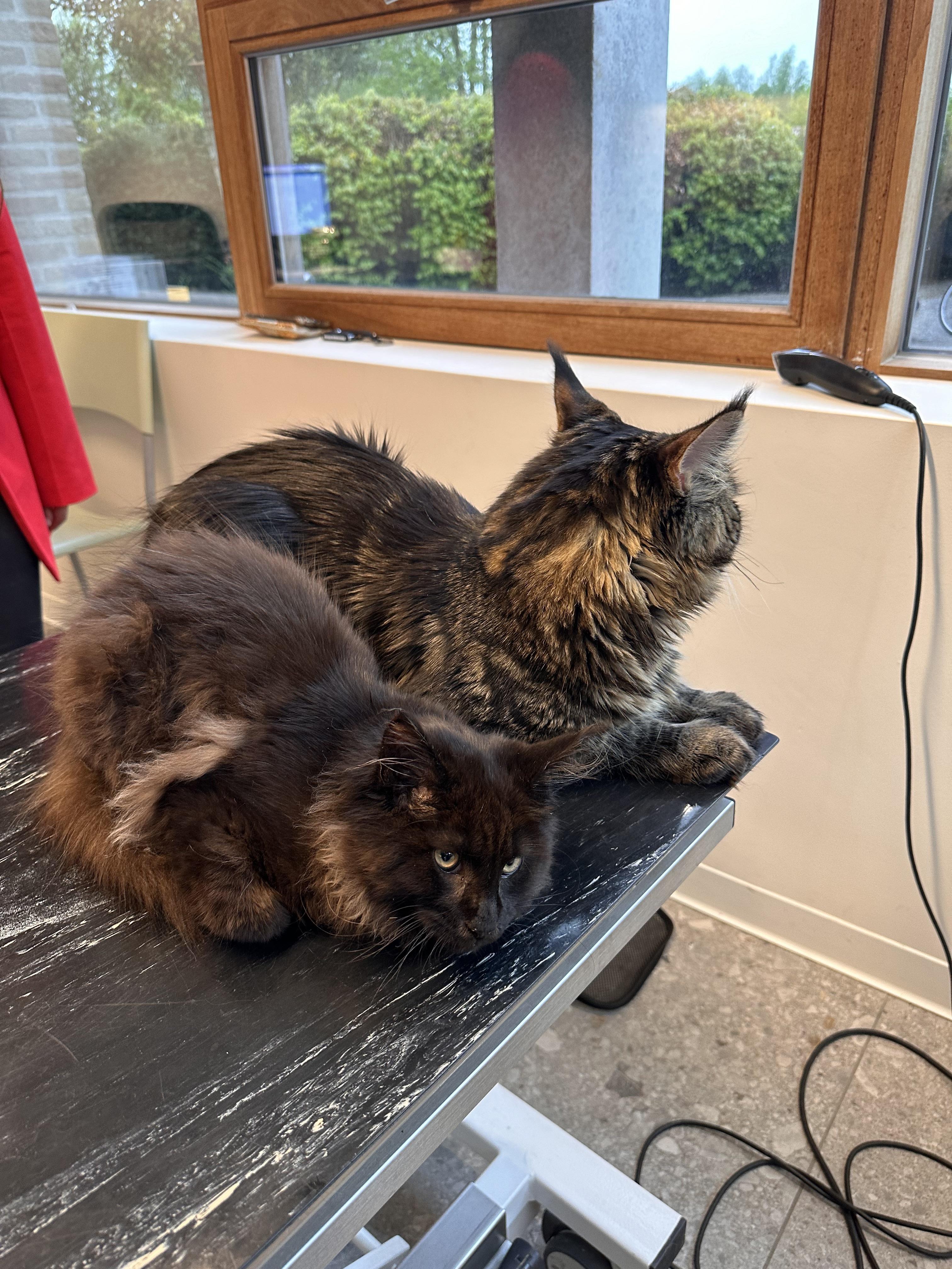 Miso and Mochi together | Scrolller