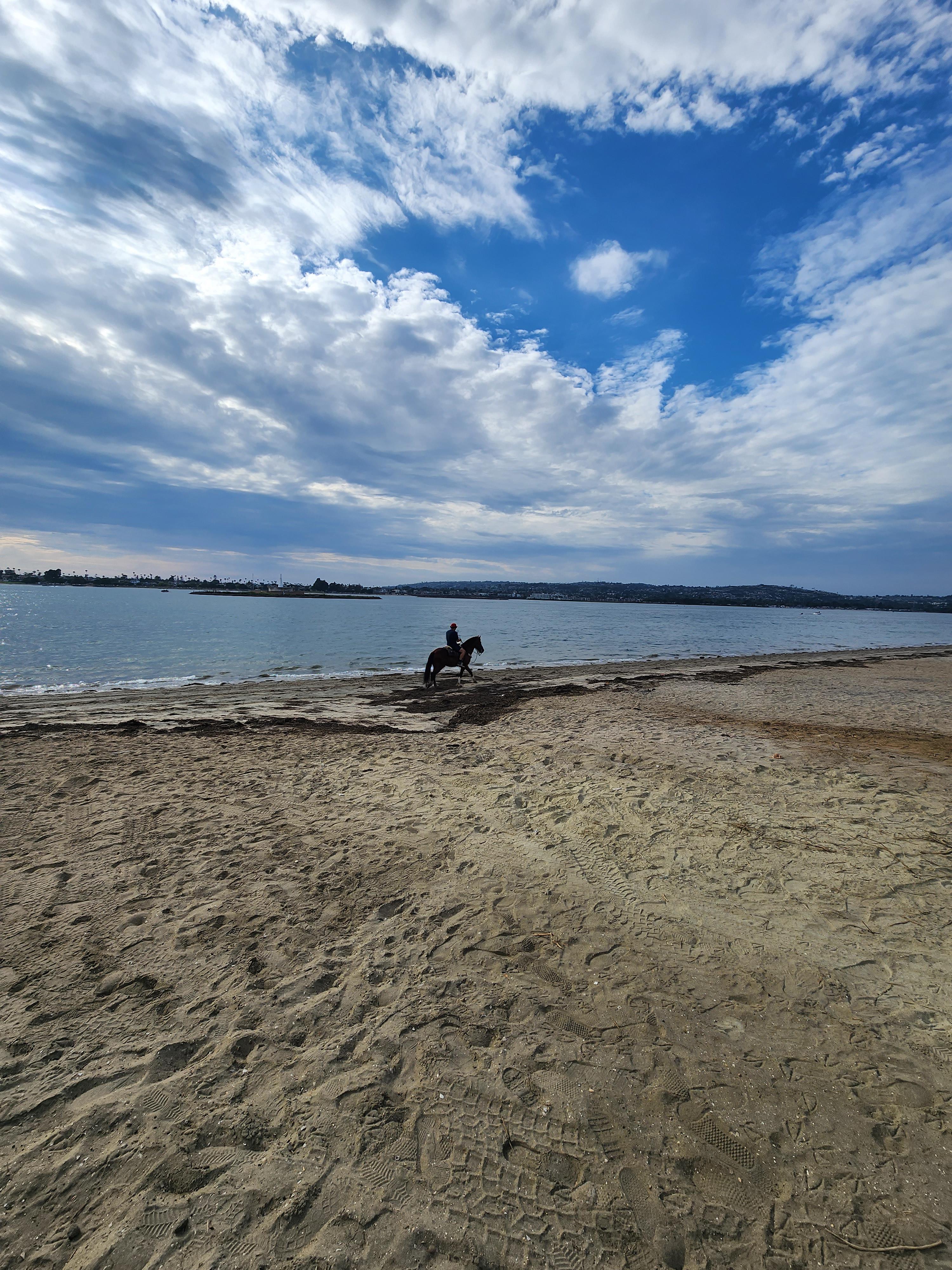 Horses on Fiesta Island | Scrolller