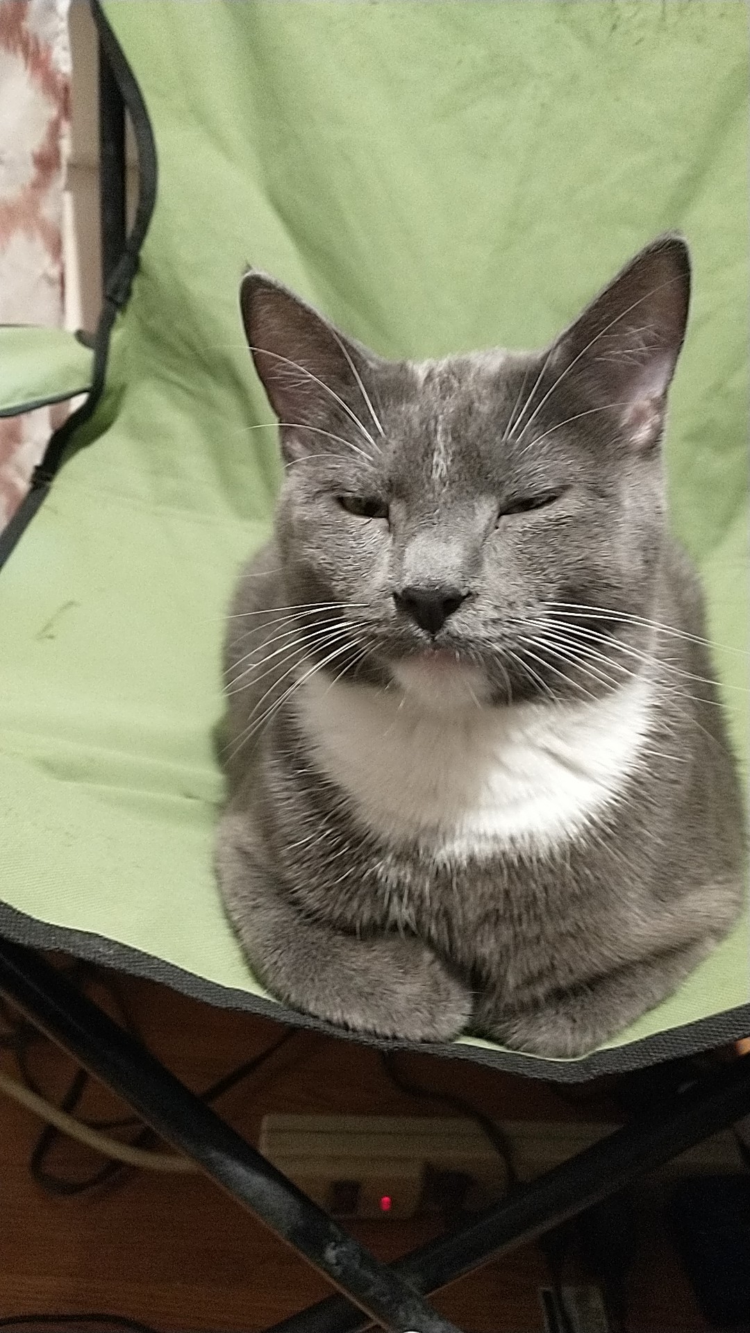 Mrs Fudgems and her baby brother Luci ️ my children | Scrolller