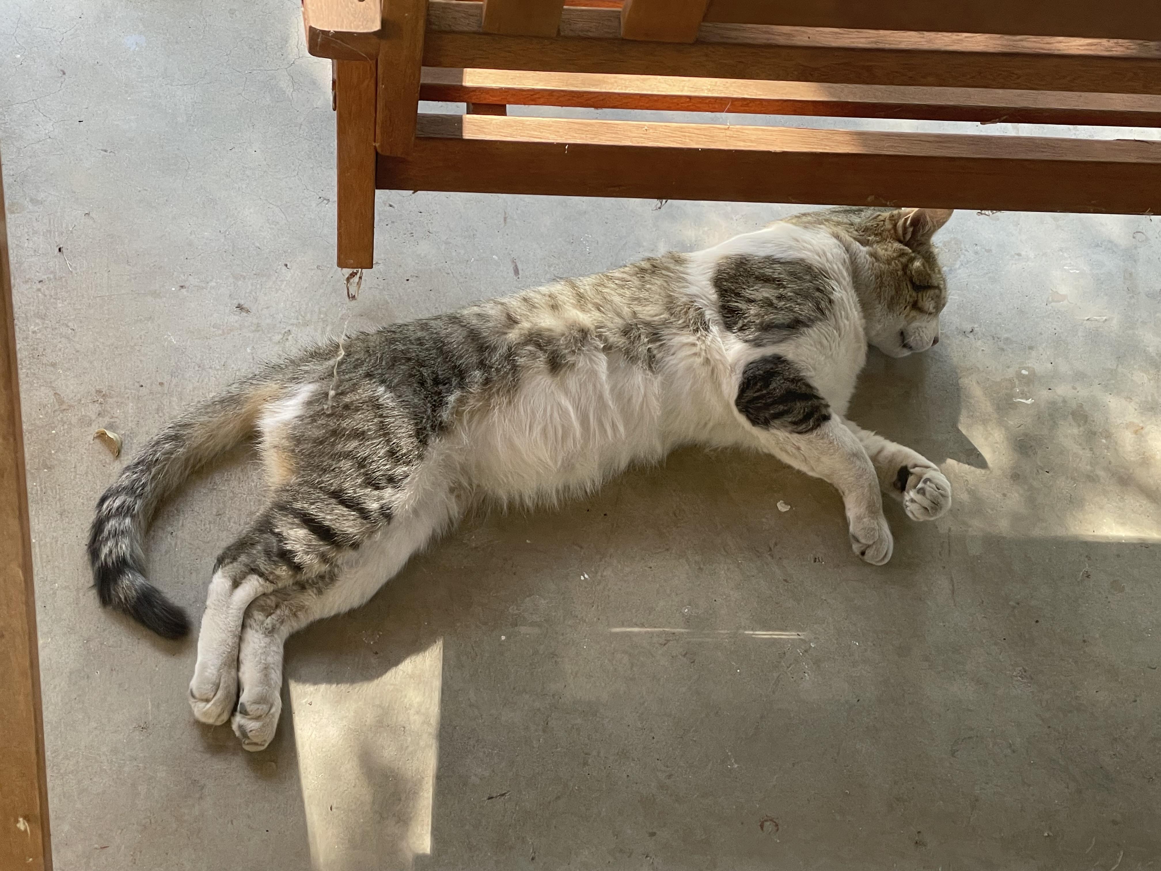 Furendo the stray cat | Scrolller