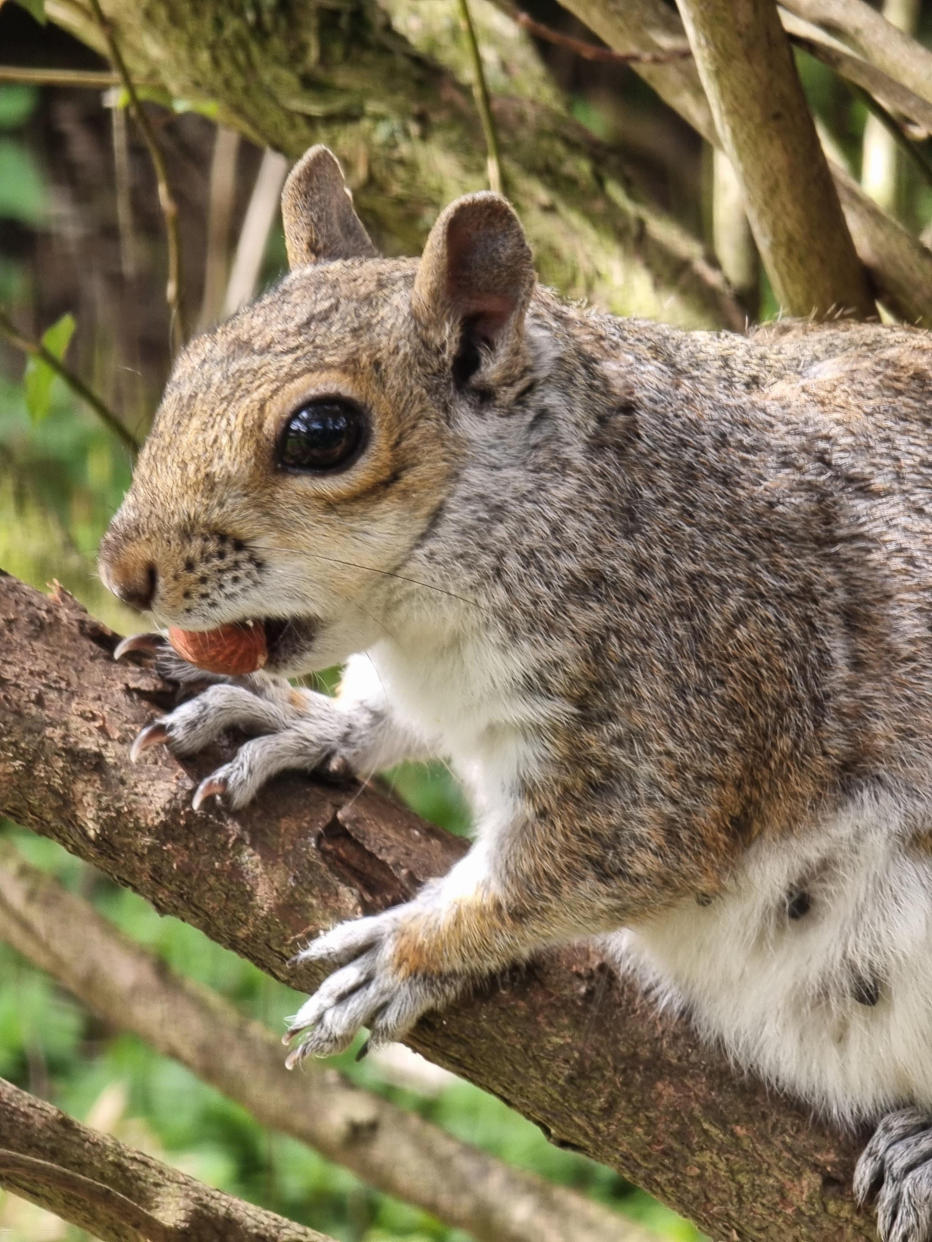 Discover more like Squirrels: Lady and Related Content | Scrolller