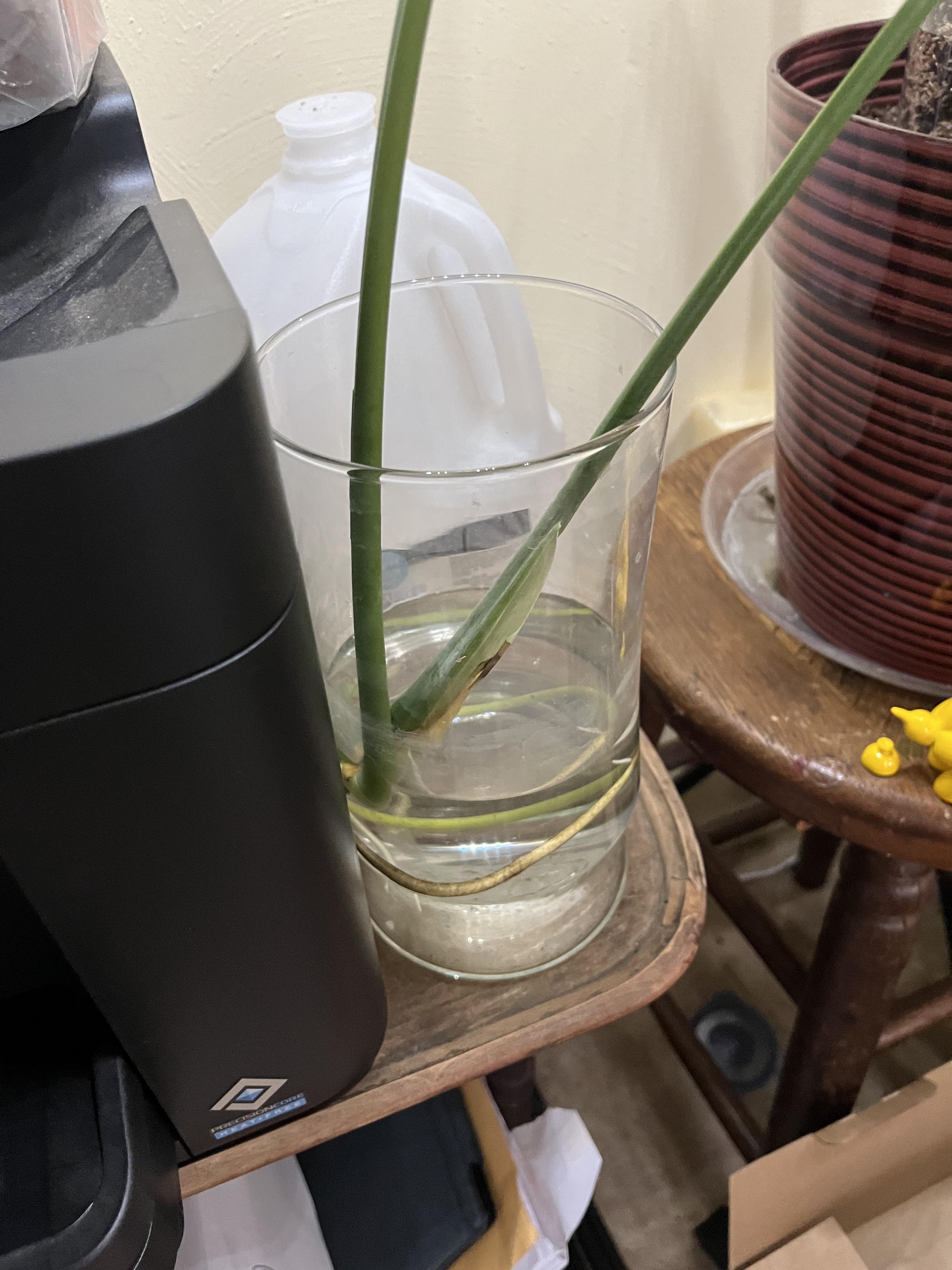 [help] I’m new to plants… | Scrolller