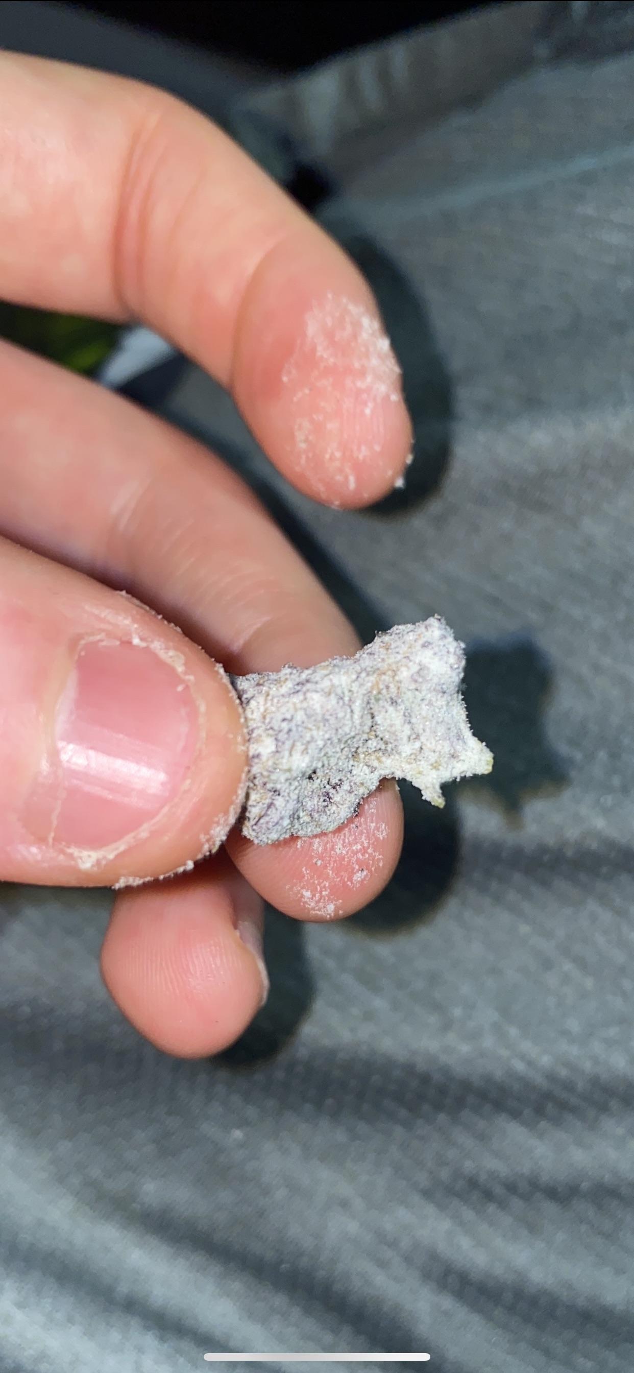 Need opinions- Anyone know why this 🌲 looks so white/is it safe?? | Scrolller